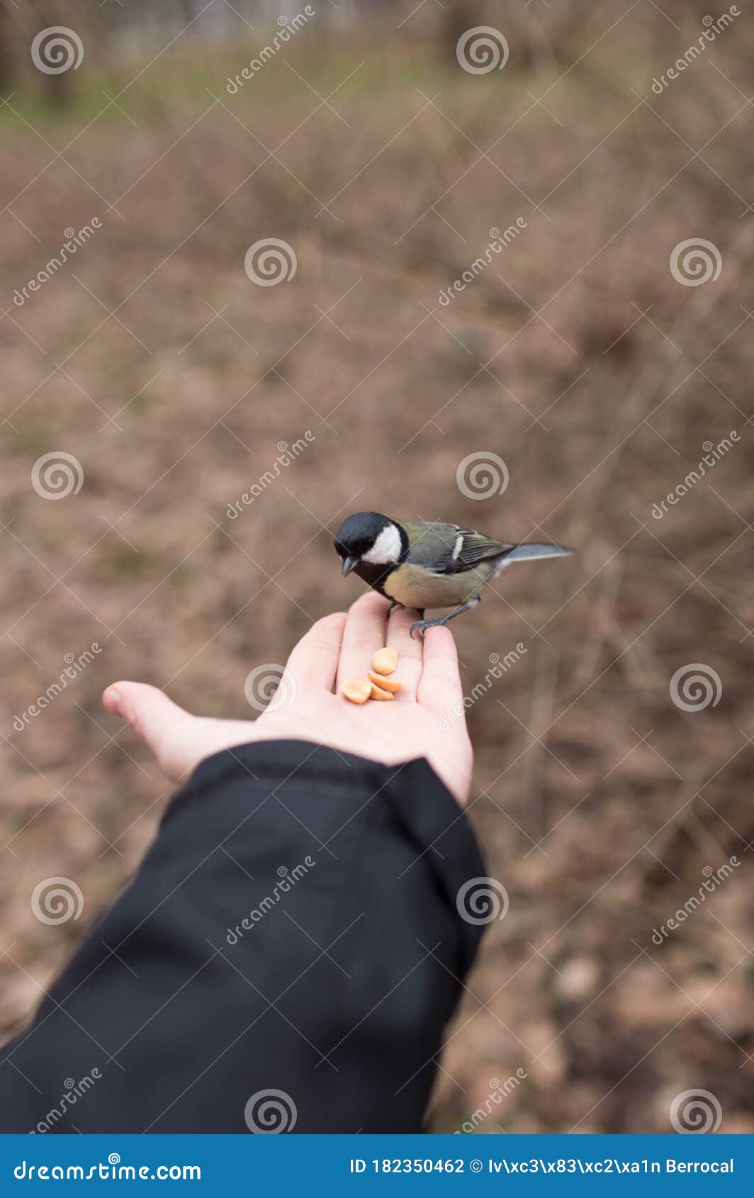 Bird Leaning Down Beneath A Twig Of A Plant In An Attractive Stance ...