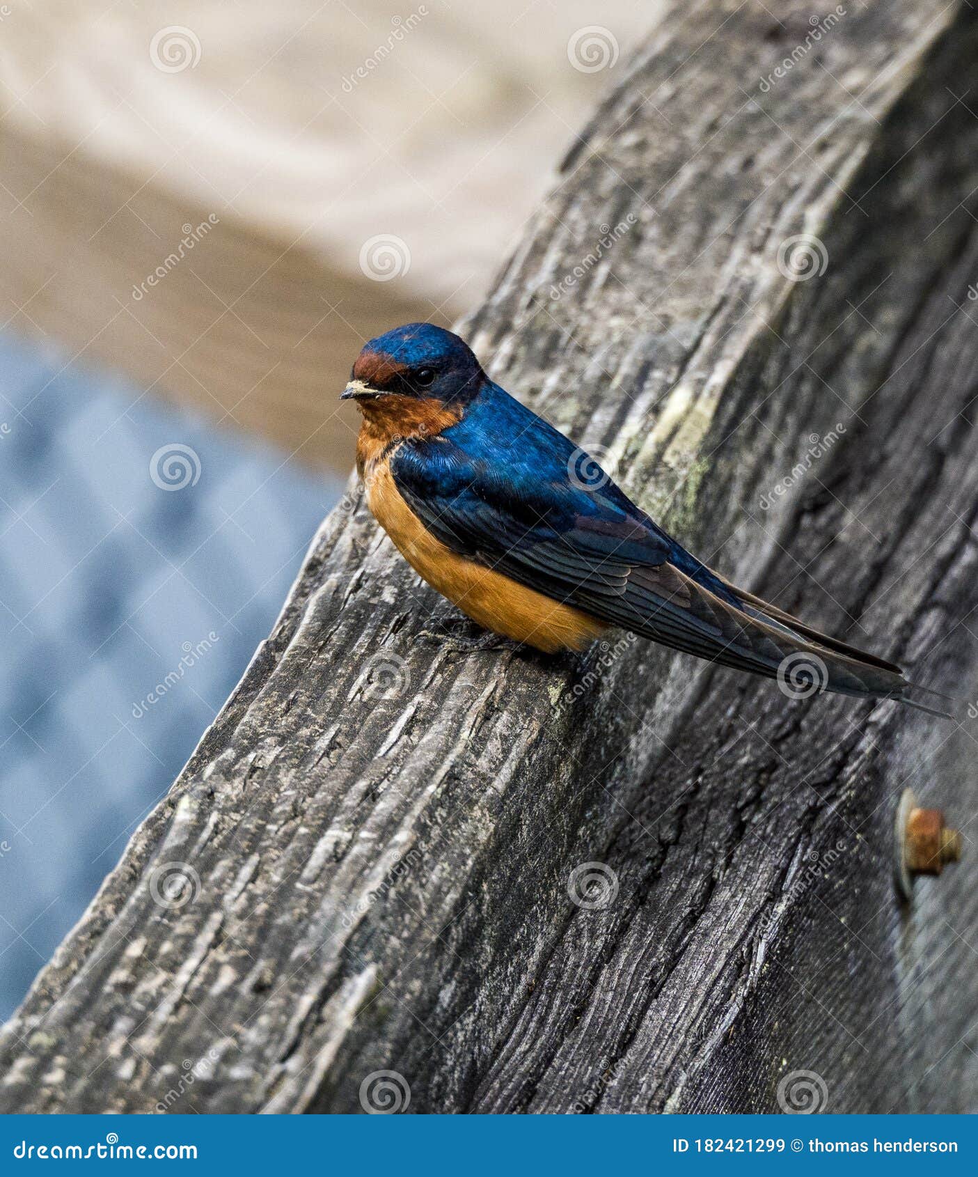 A Bird on a Ledge Watching Intenly Stock Image - Image of bird, flower ...