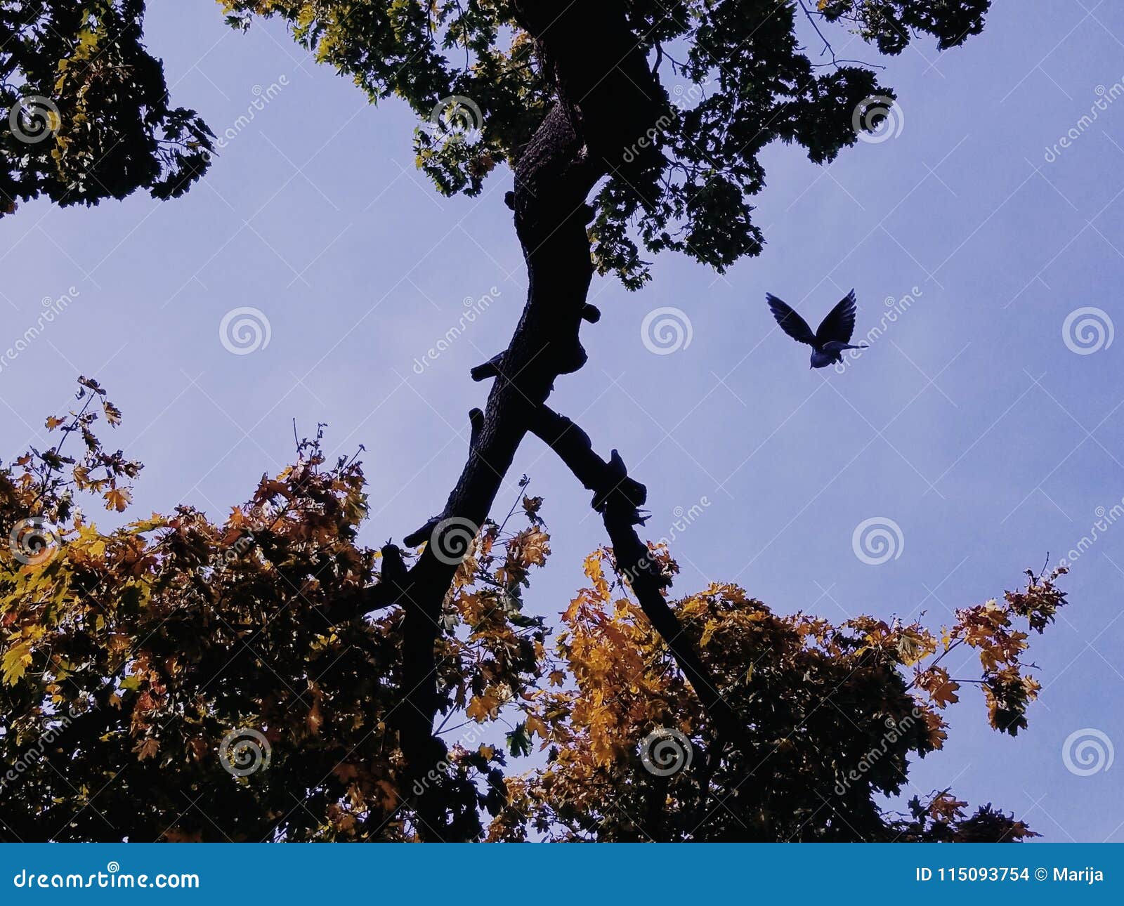 Bird stock photo. Image of freedom, bird - 115093754