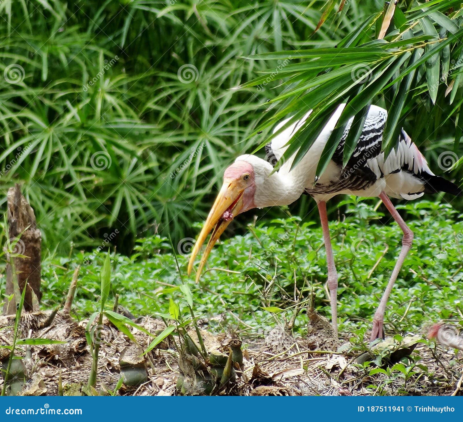 Bird in the daily life stock image. Image of kingfisher - 187511941