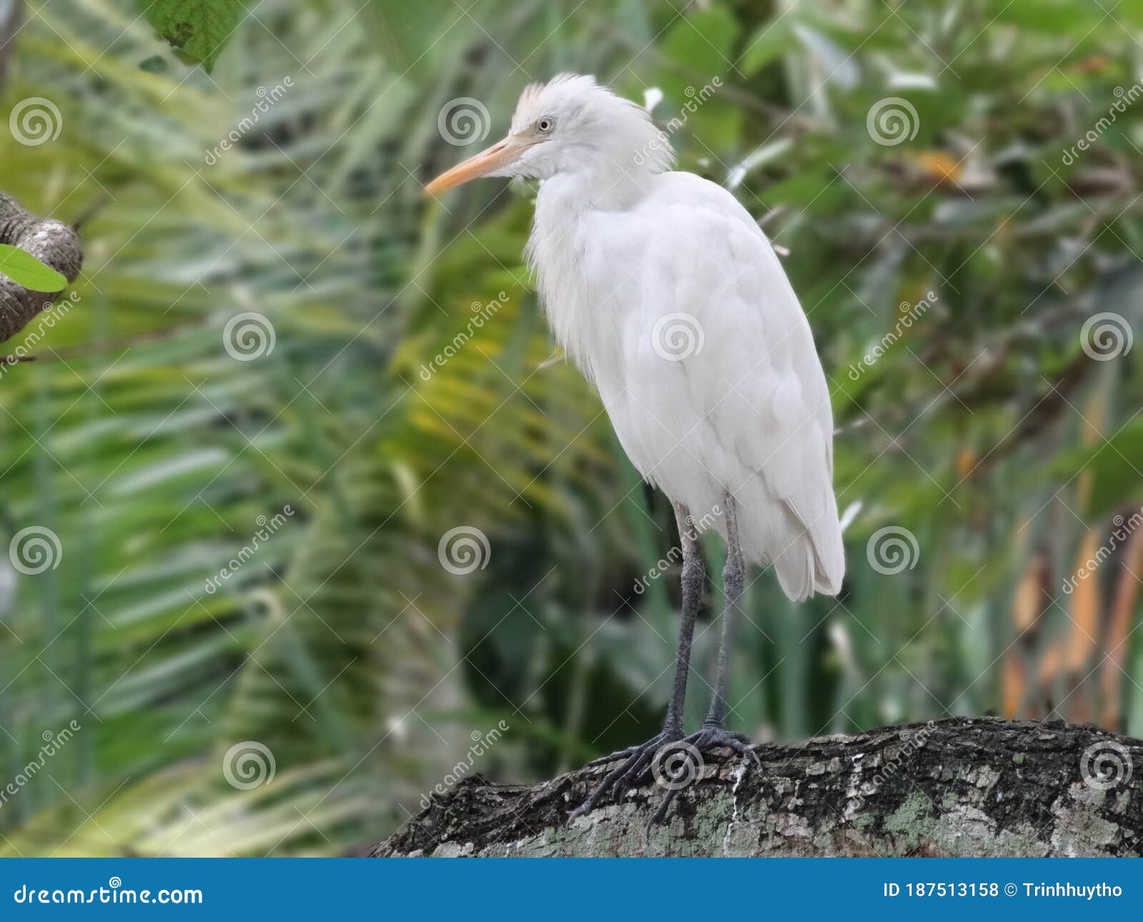 Bird in the daily life stock photo. Image of dart, heron - 187513158