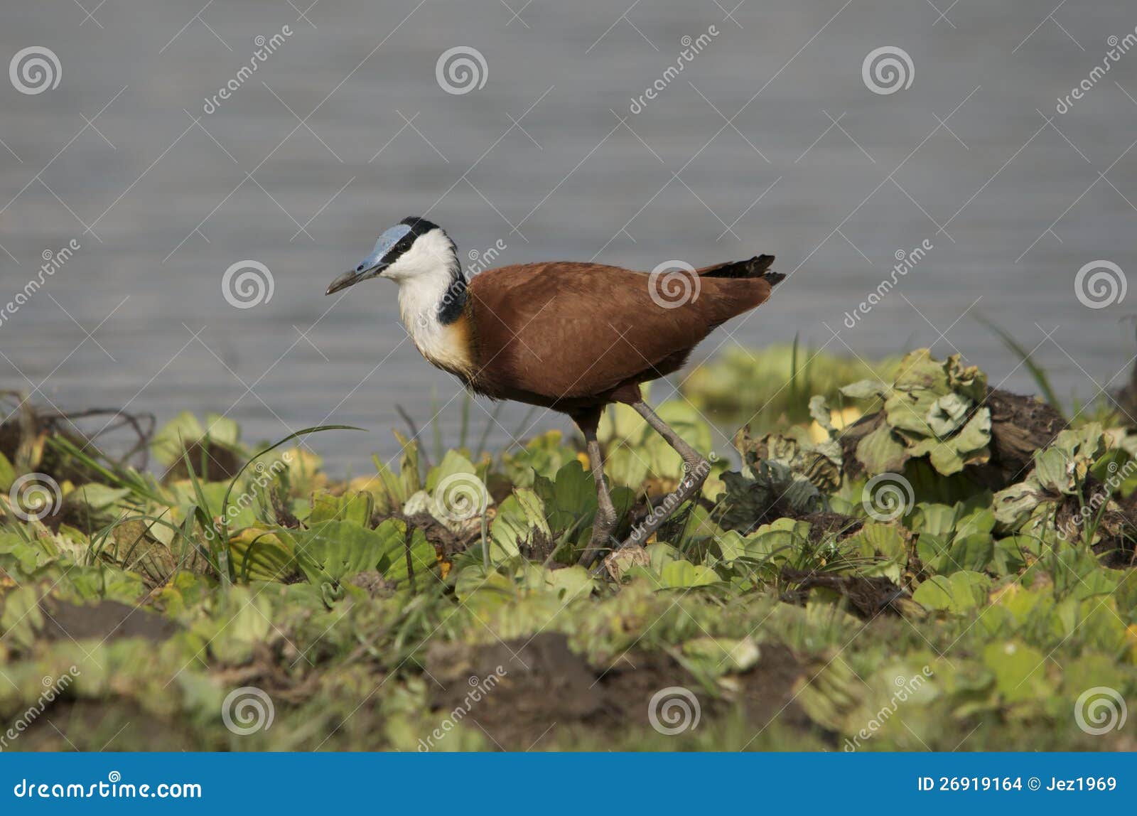 Bird in lillys stock photo. Image of safari, cinclidae - 26919164