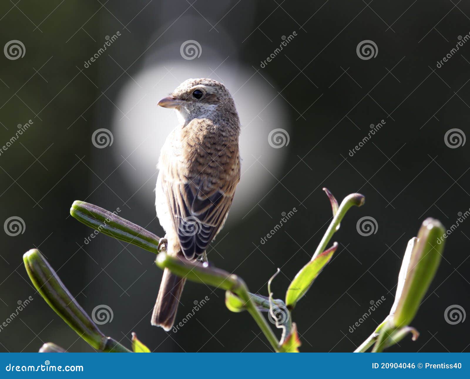 Bird on lily branch stock photo. Image of bulb, bird - 20904046