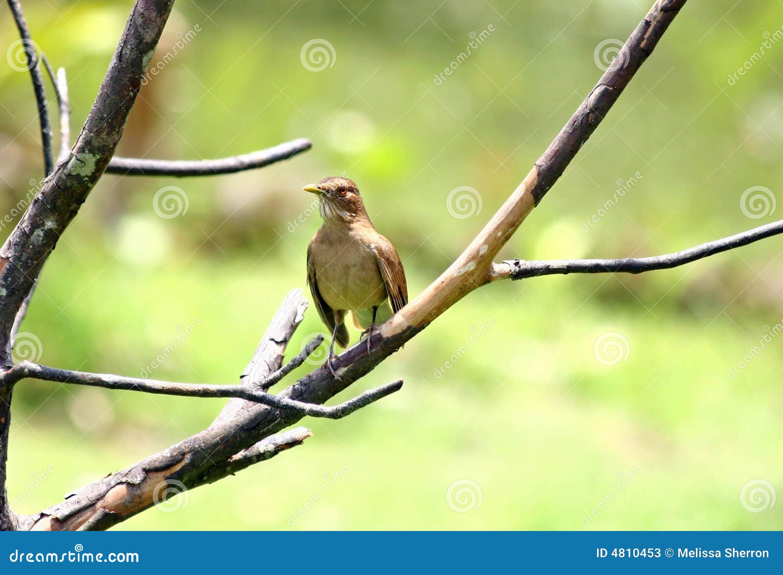 Bird on a limb stock image. Image of wildlife, bird, natural - 4810453