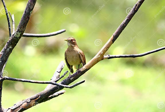 Bird on a limb stock image. Image of wildlife, bird, natural - 4810453