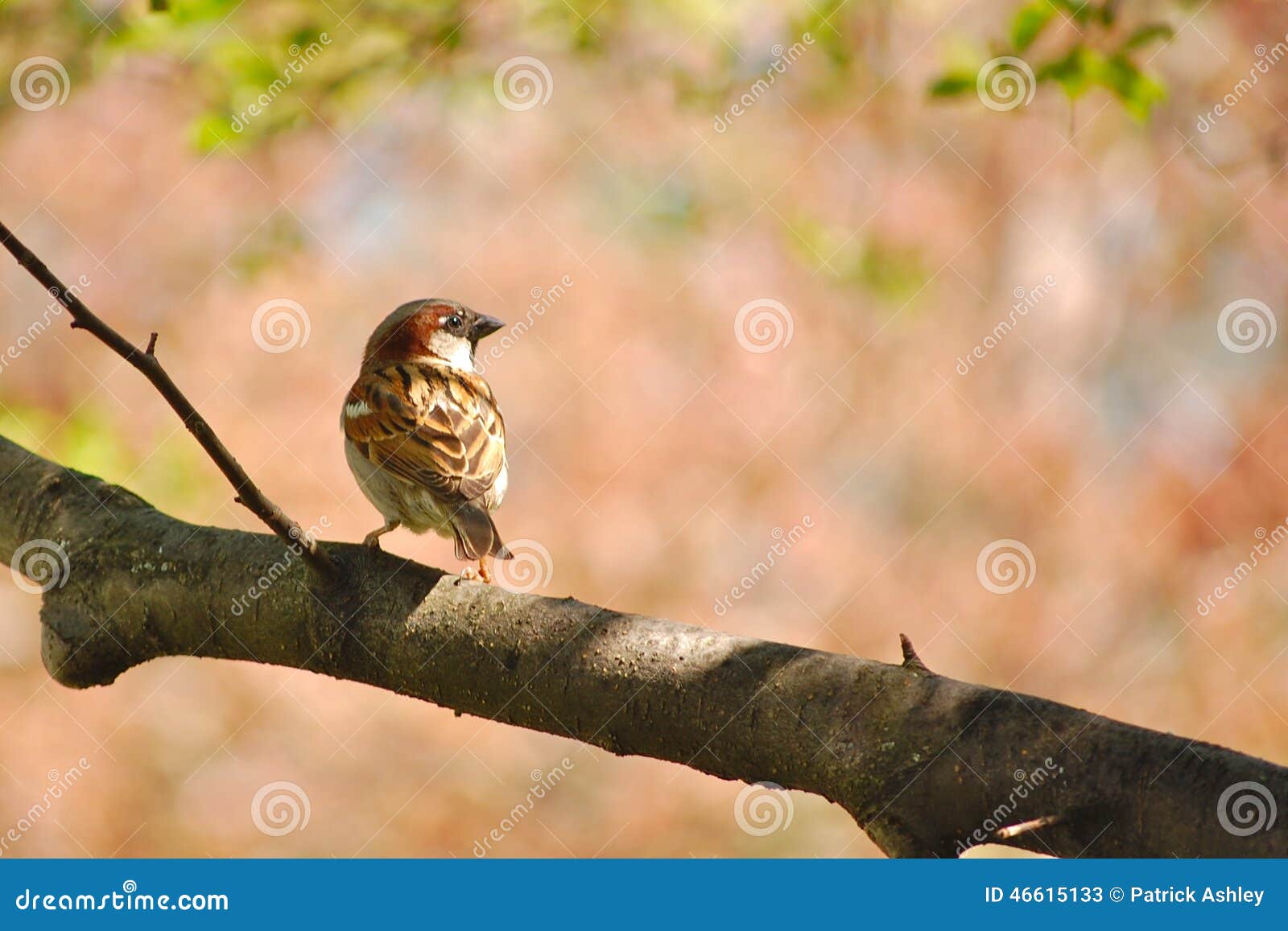 Bird on Limb stock image. Image of brown, perch, beak - 46615133