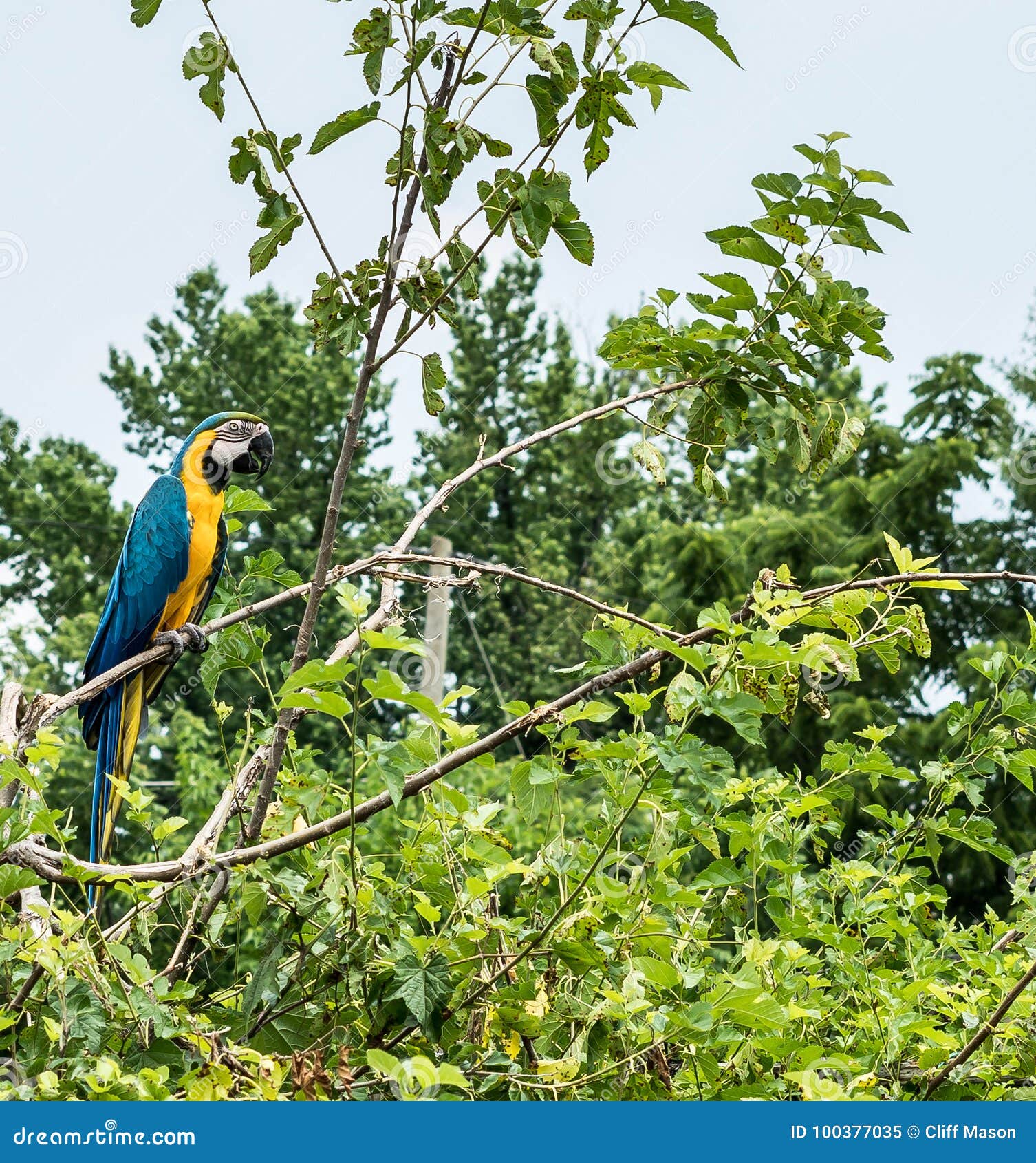 Bird on a Limb stock image. Image of parrot, view, limb - 100377035