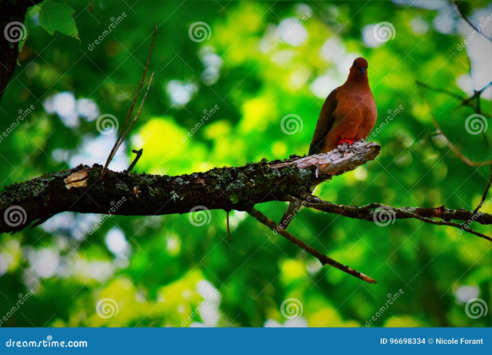 Bird on a limb stock photo. Image of bird, limb, perched - 96698334