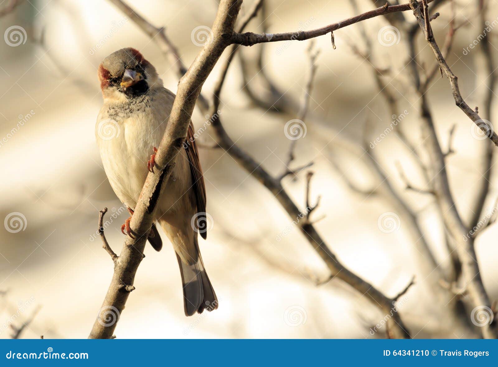 Bird on a Limb stock photo. Image of looking, animal - 64341210
