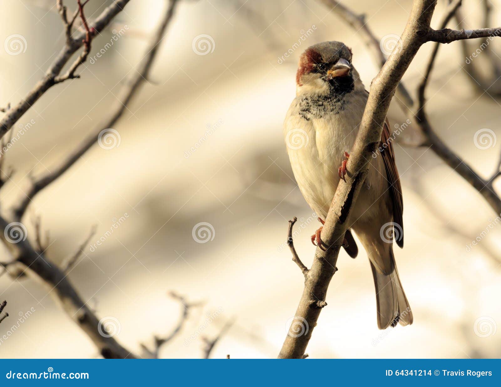Bird on a Limb stock photo. Image of animal, rest, focused - 64341214