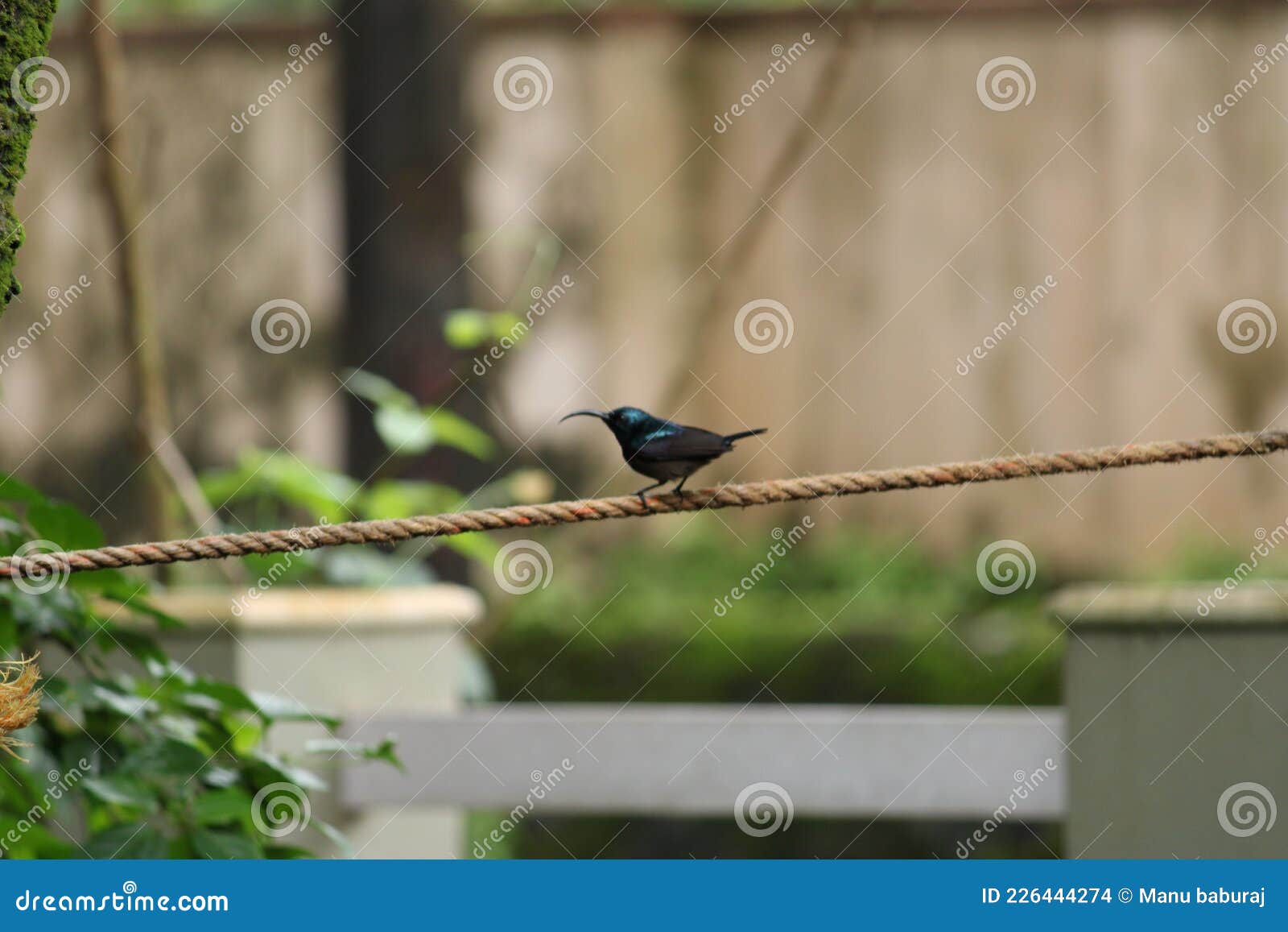 A bird on a line. stock photo. Image of nature, bird - 226444274