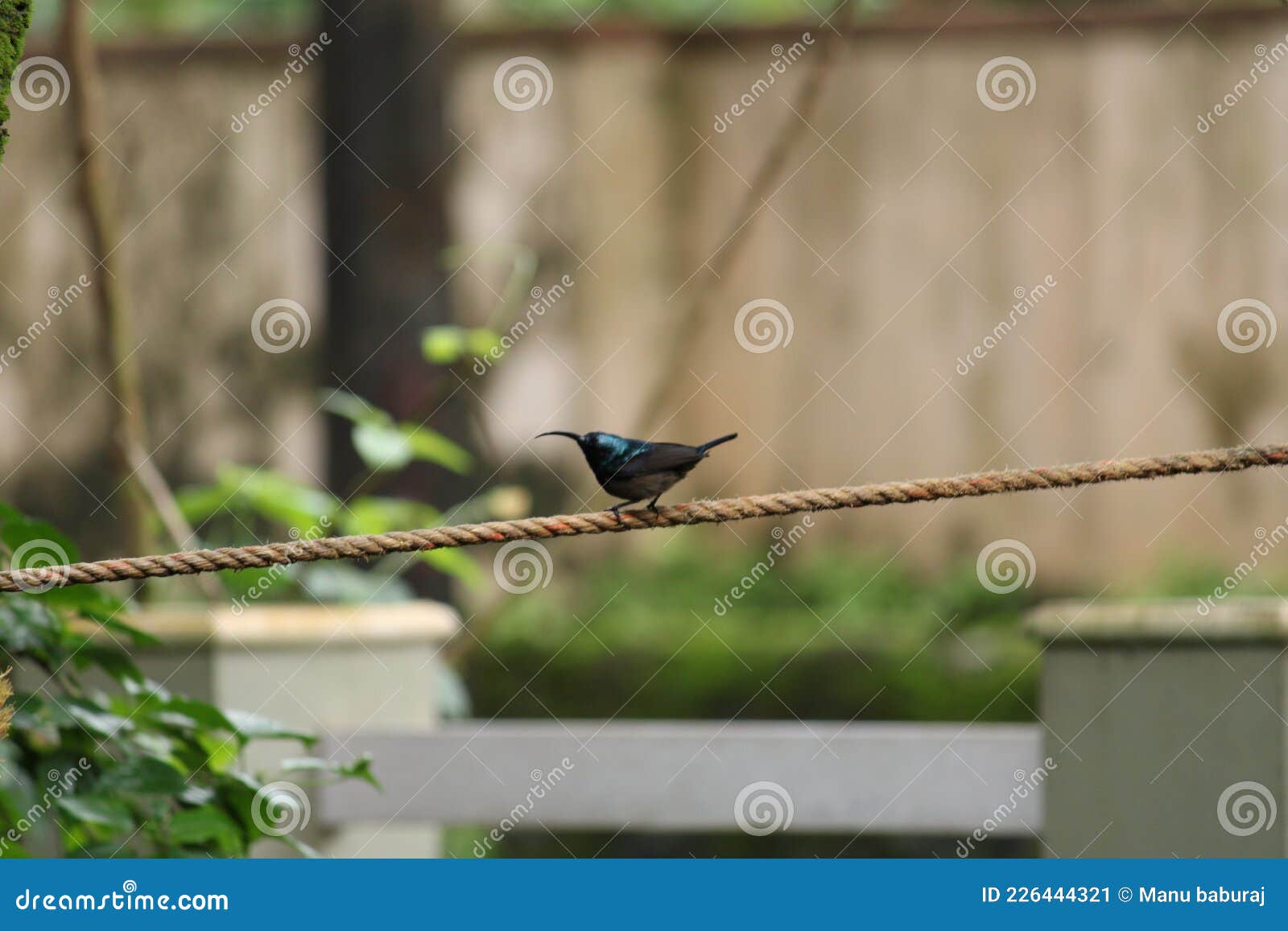 A bird on a line. stock image. Image of green, nature - 226444321