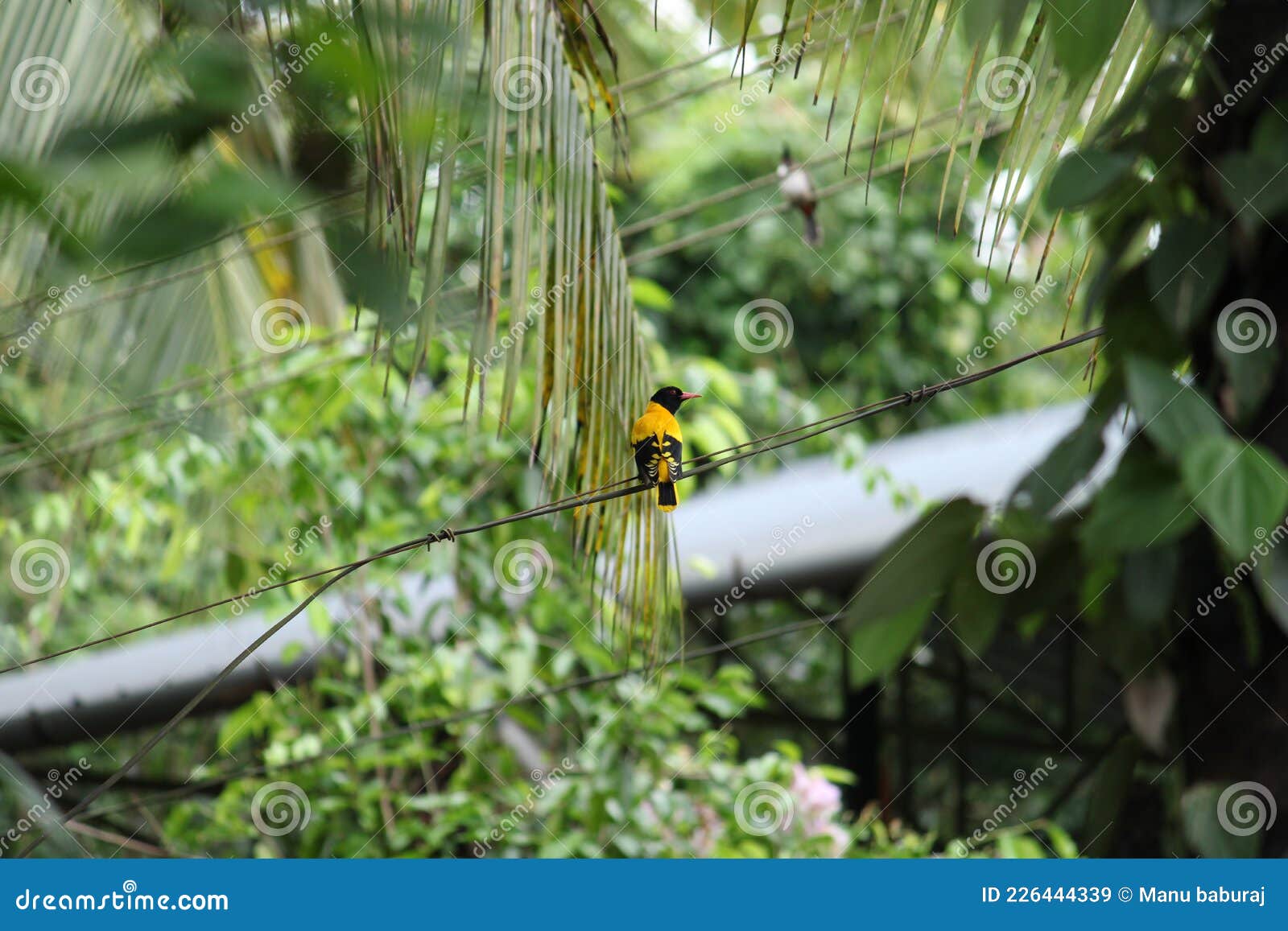 A bird on a line. stock image. Image of line, green - 226444339