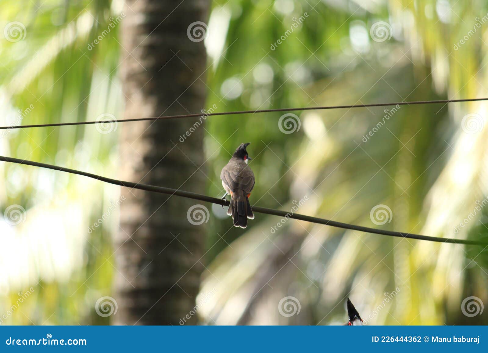 A bird on a line. stock photo. Image of bird, line, nature - 226444362
