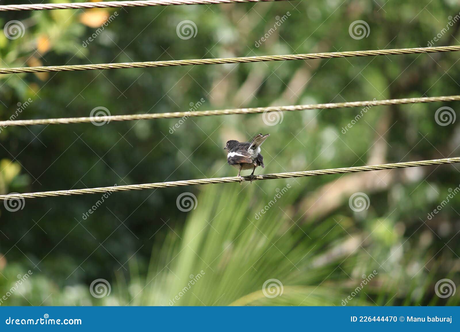 A bird on a line. stock photo. Image of green, bird - 226444470