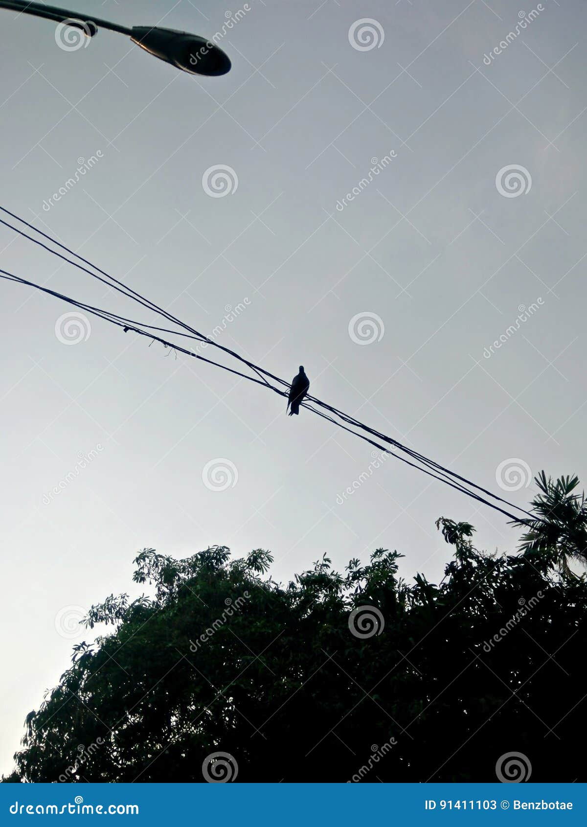 A bird on a line stock image. Image of nature, life, animal - 91411103