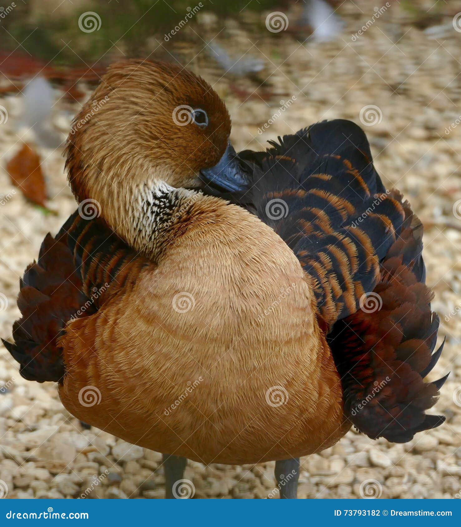 Bird stock photo. Image of brown, nature, bird, duck - 73793182