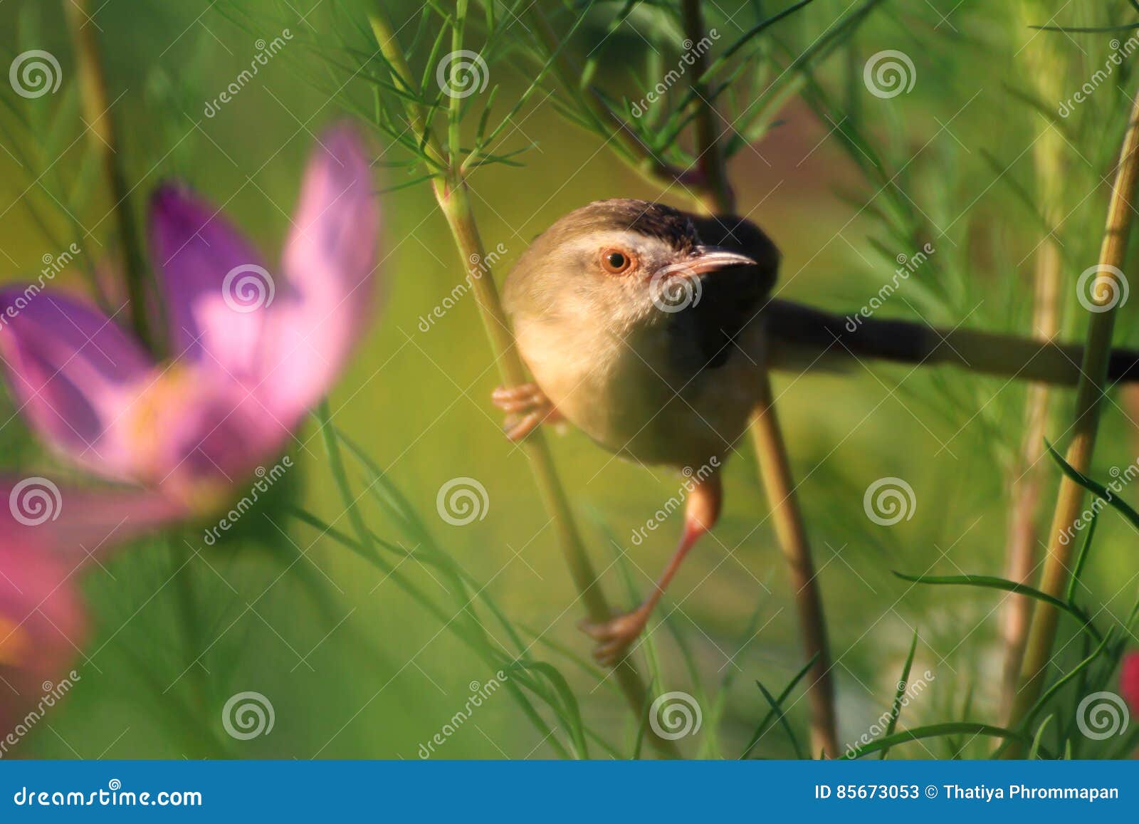 Bird stock image. Image of orange, beak, nature, sitting - 85673053