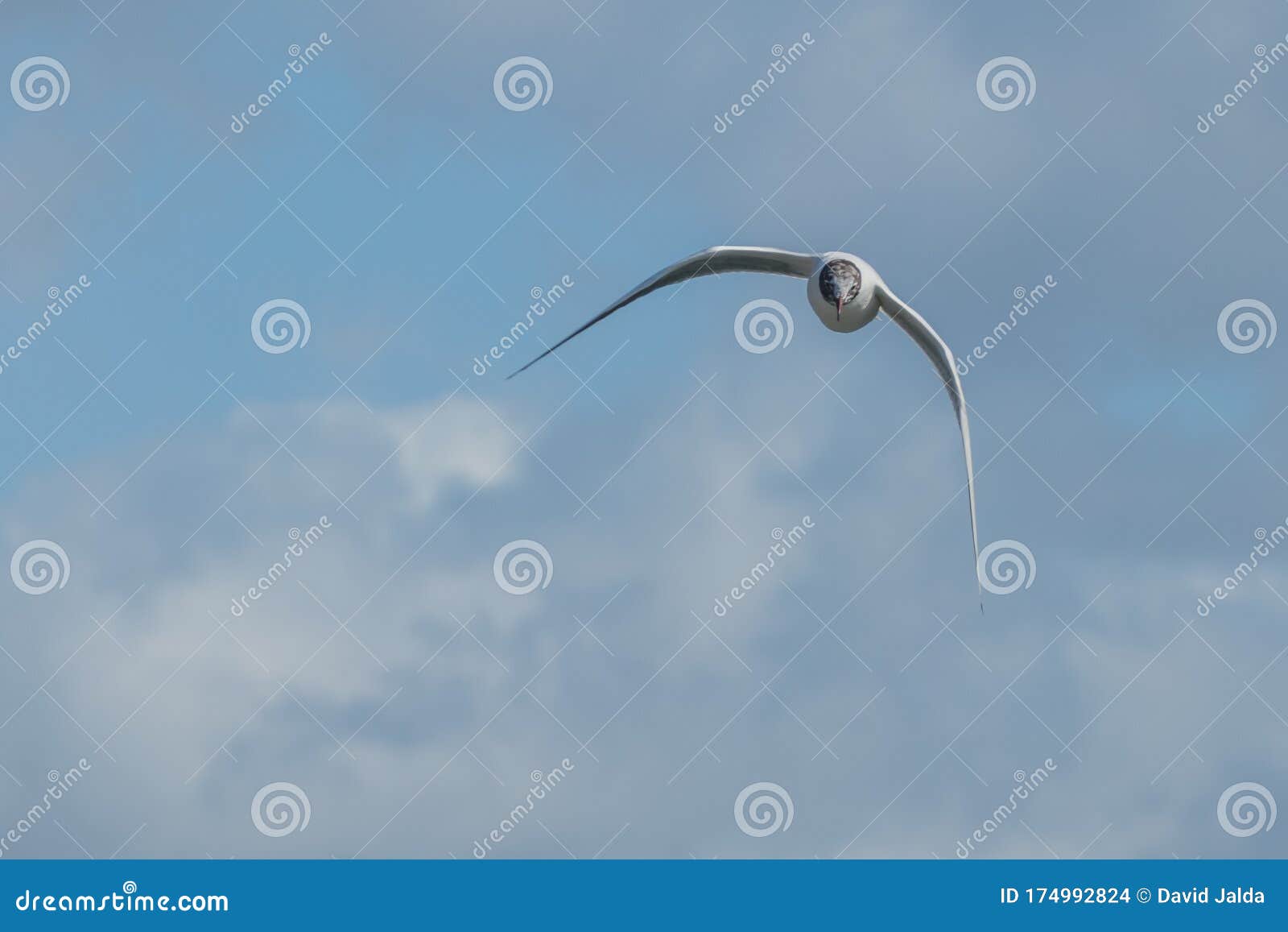 Bird Little Gull Flying Front View Hydrocoloeus Minutus Stock Photo ...