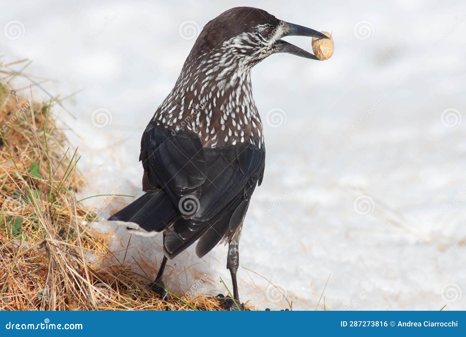 Bird stock photo. Image of park, predator, eagle, bald - 287273816