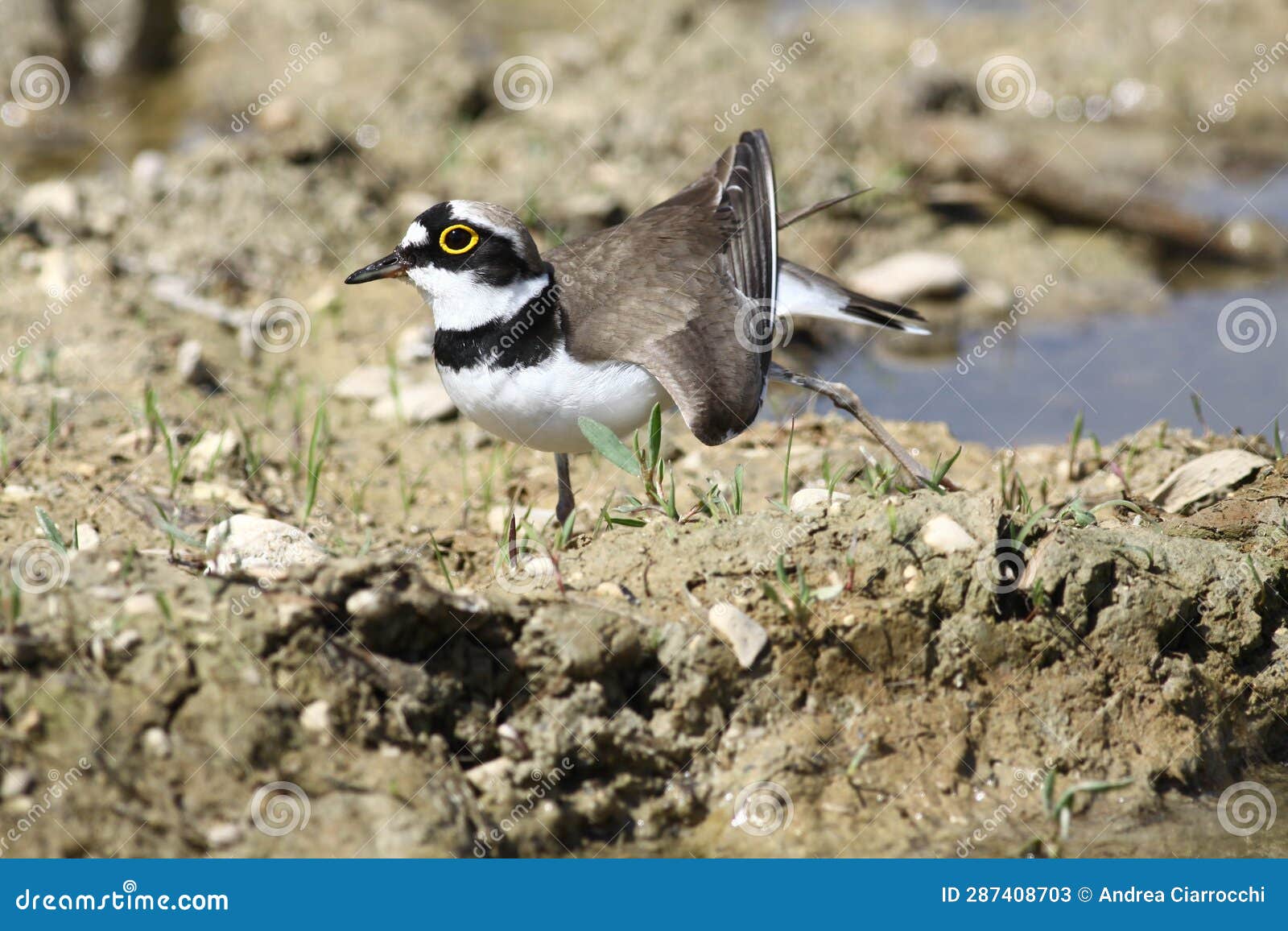 Bird stock image. Image of brown, wild, animals, wren - 287408703