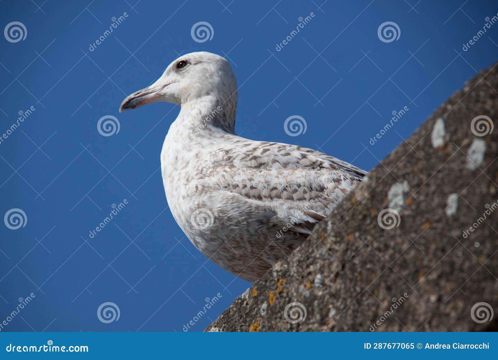 Bird stock image. Image of coastal, feather, ocean, freedom - 287677065