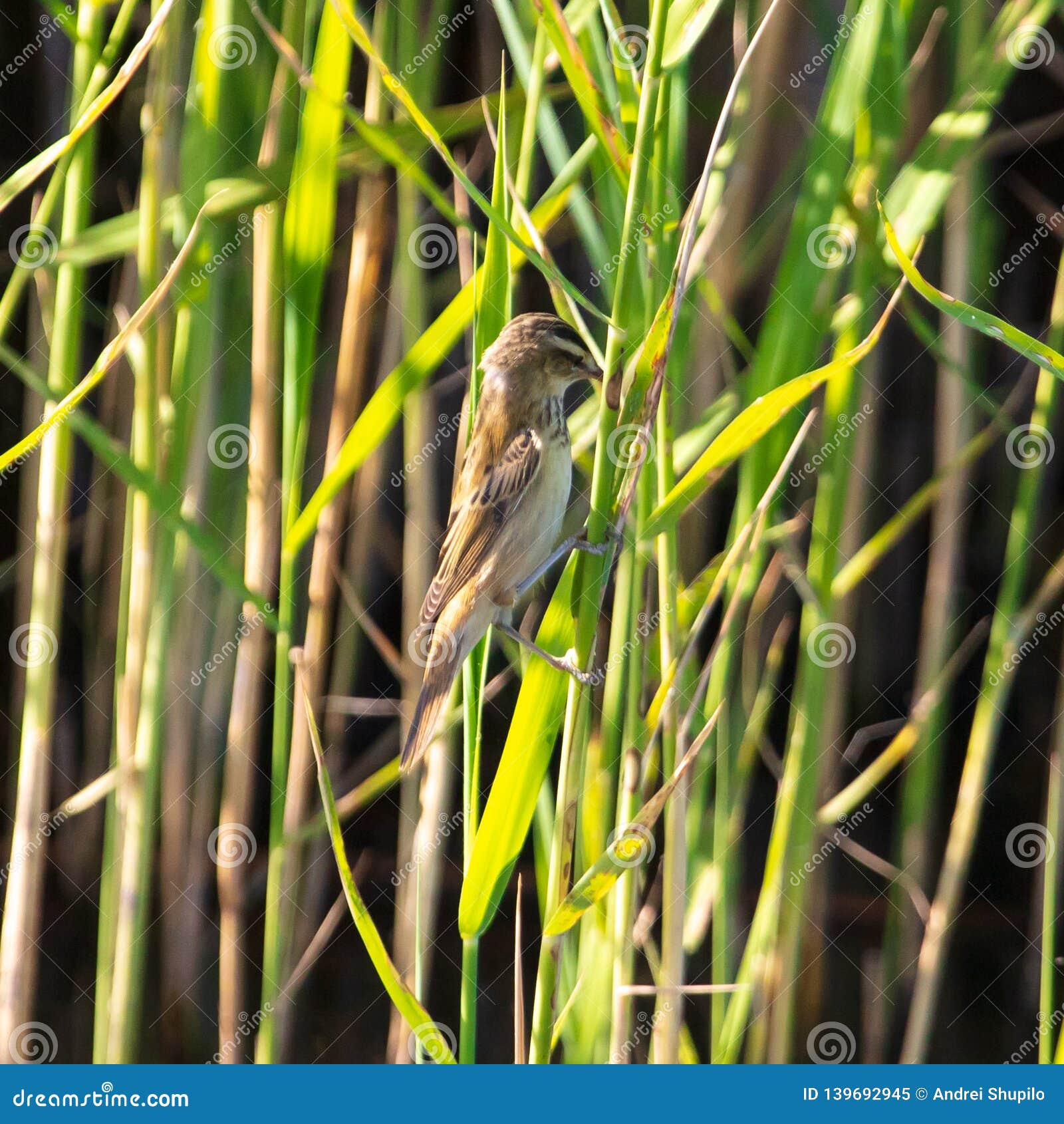 The Bird Lives on the Reeds in Nature Stock Image - Image of water ...