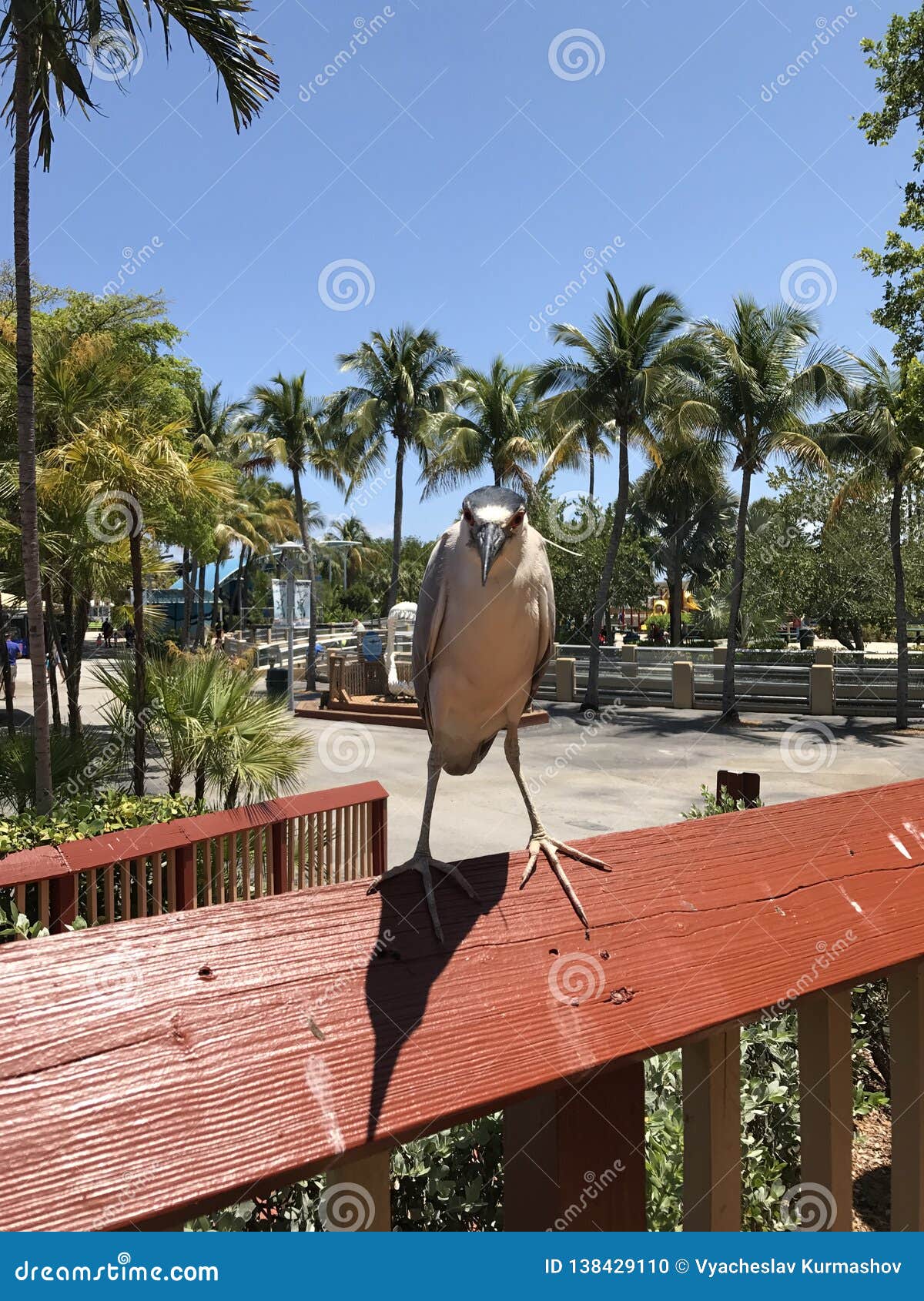 Bird and Lizard Look at Each Other Stock Photo - Image of house ...