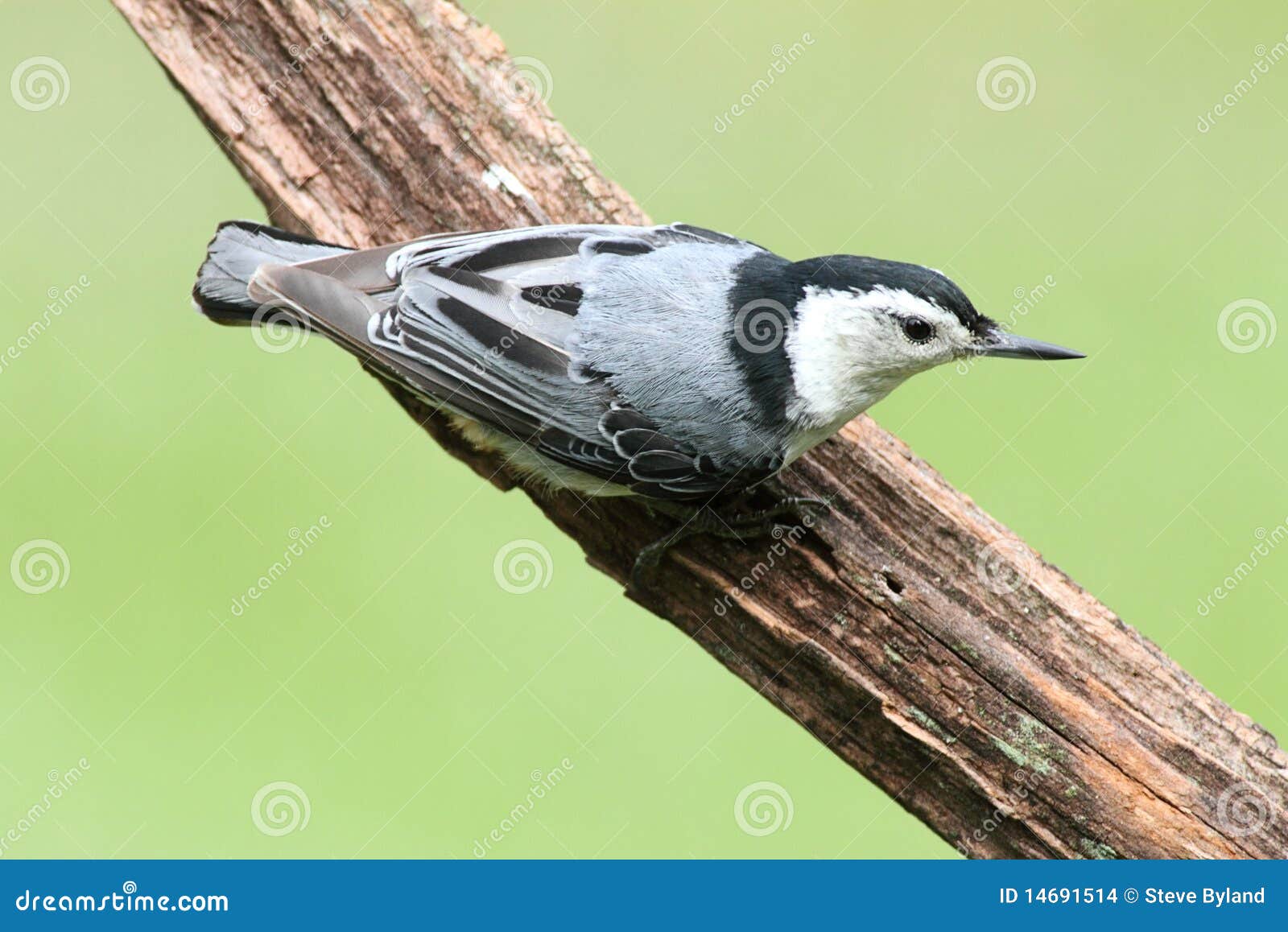 Bird on a Log stock photo. Image of songbirds, branch - 14691514