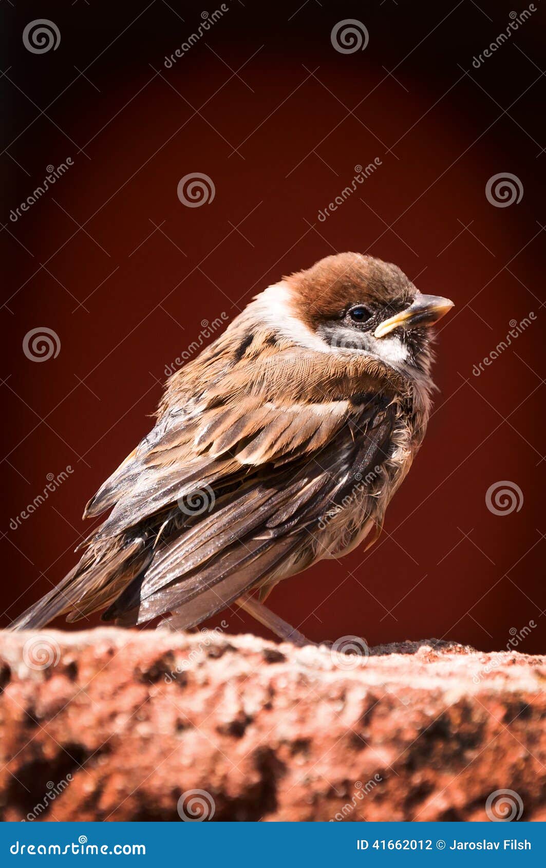 Bird stock photo. Image of foot, disheveled, black, lonely - 41662012 Bird stock photo. Image of foot, disheveled, black, lonely - 41662012