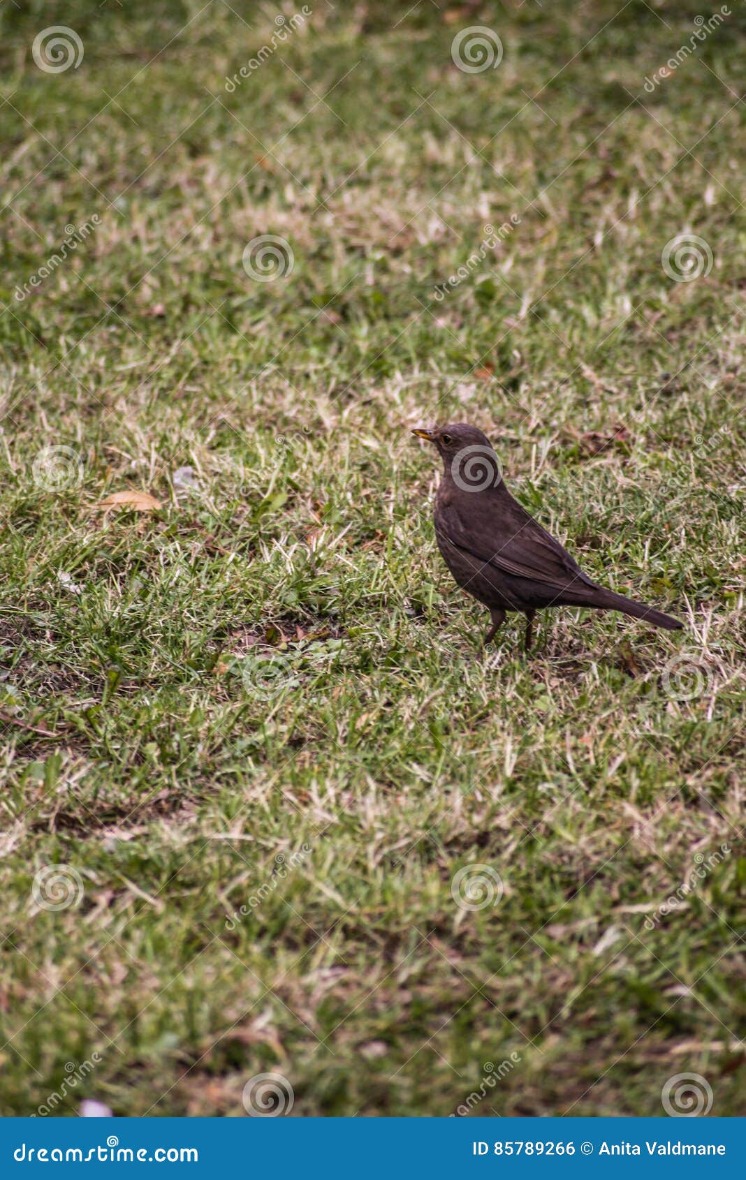Bird so lonely stock photo. Image of reserve, feathers - 85789266