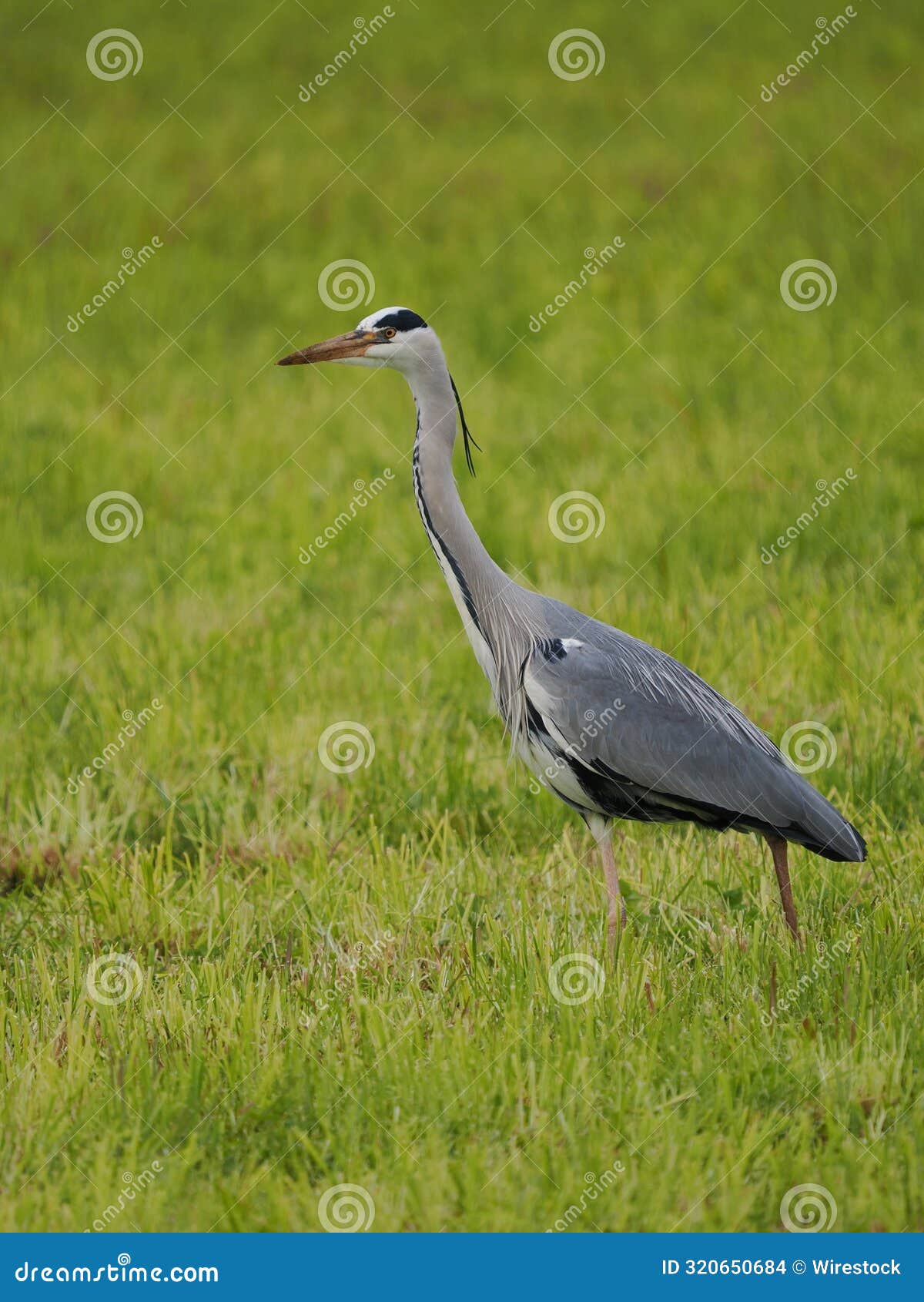 Bird with Long Legs Standing in Tall Grass Stock Photo - Image of ...