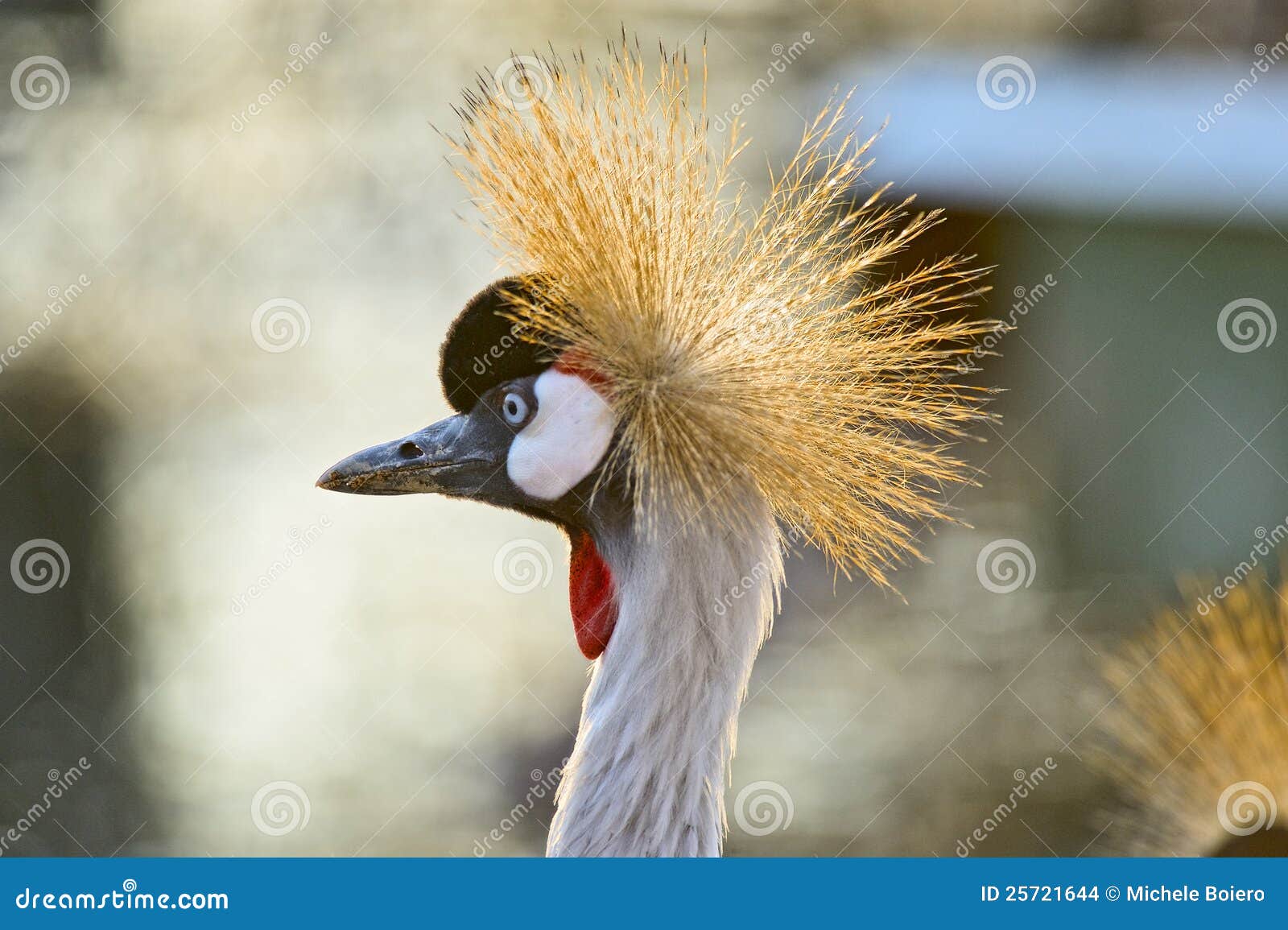 Bird with long neck stock photo. Image of head, neck - 25721644