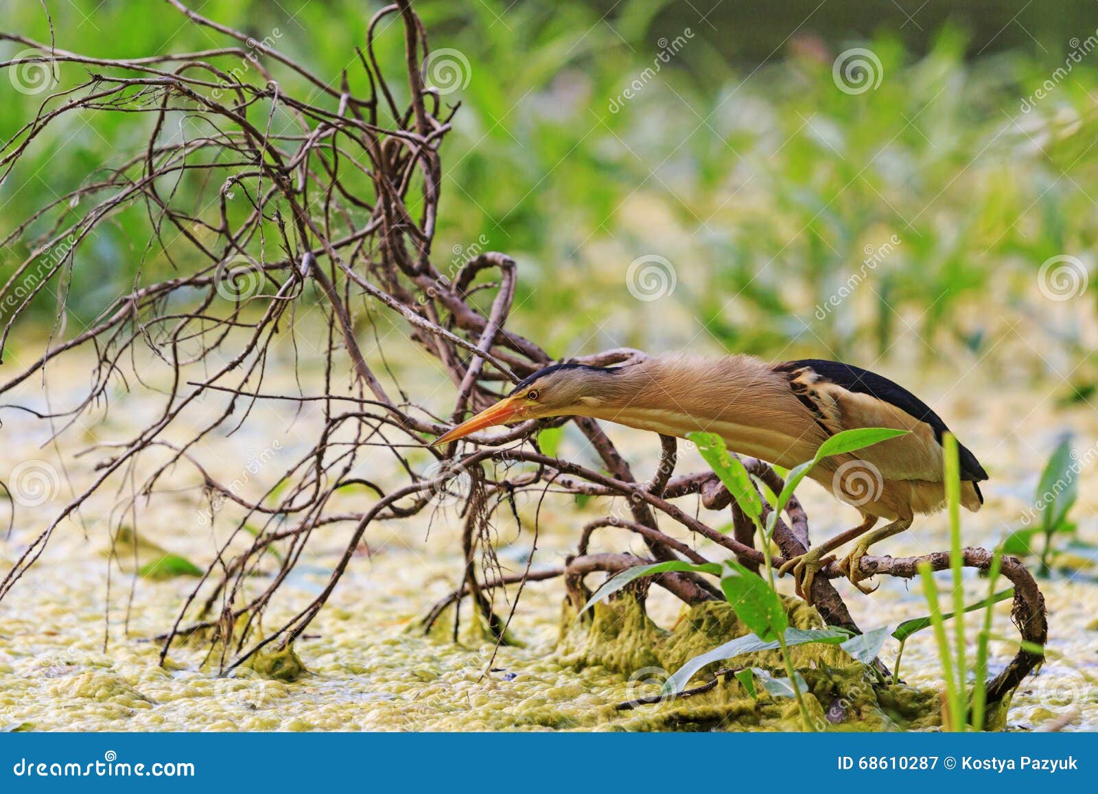 Bird with long neck stock image. Image of fauna, avian - 68610287