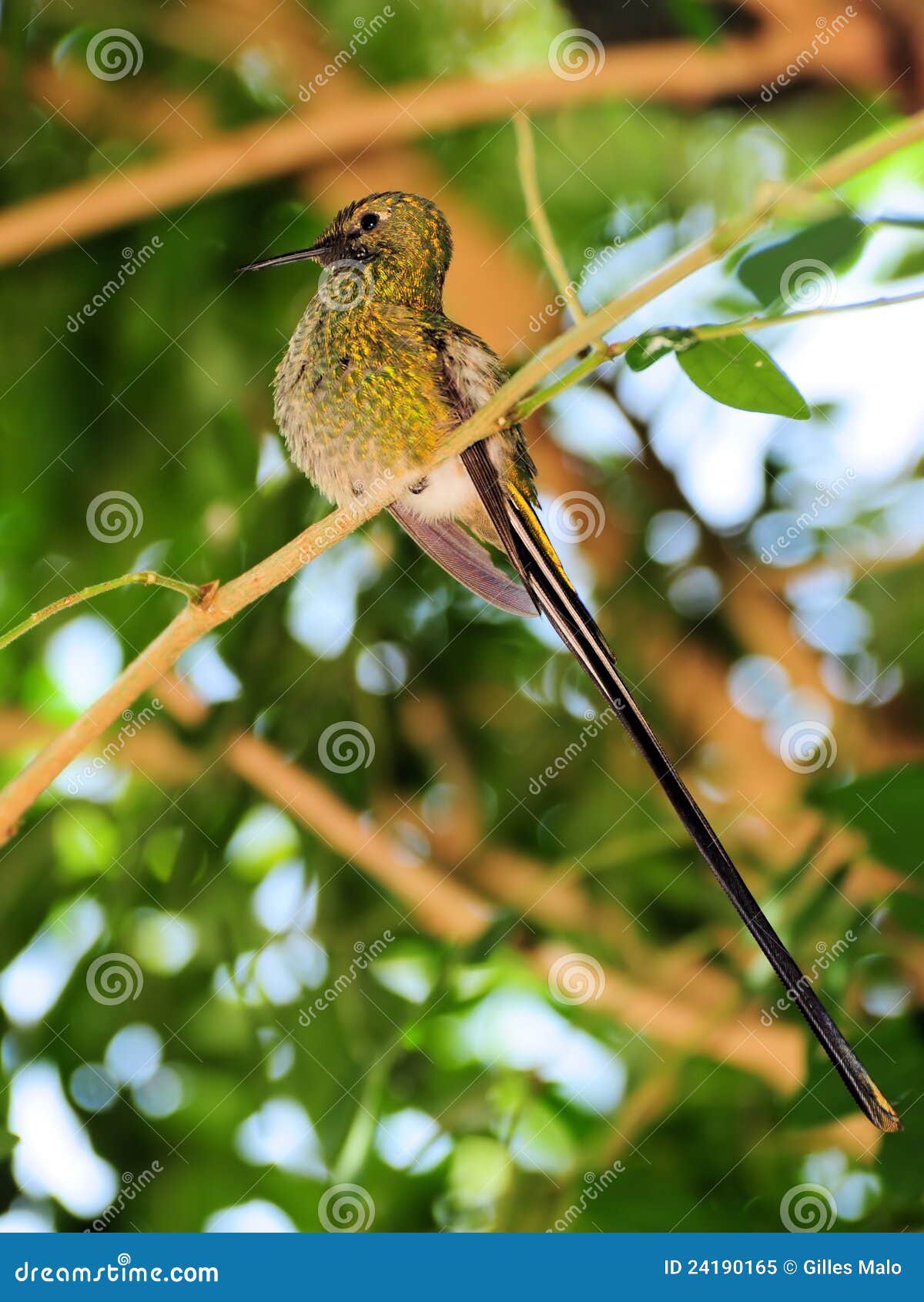 Bird, Long-tailed Sylph Hummingbird Stock Image - Image of florida ...