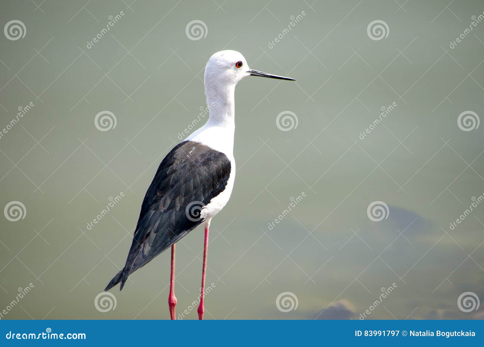 Bird with Long Thin Legs in India Himantopus Himantopus Stock Image ...