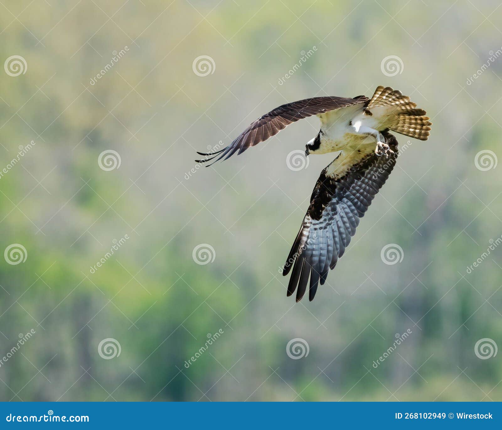 Bird with Long Wings in Flight Stock Image - Image of flight, long ...