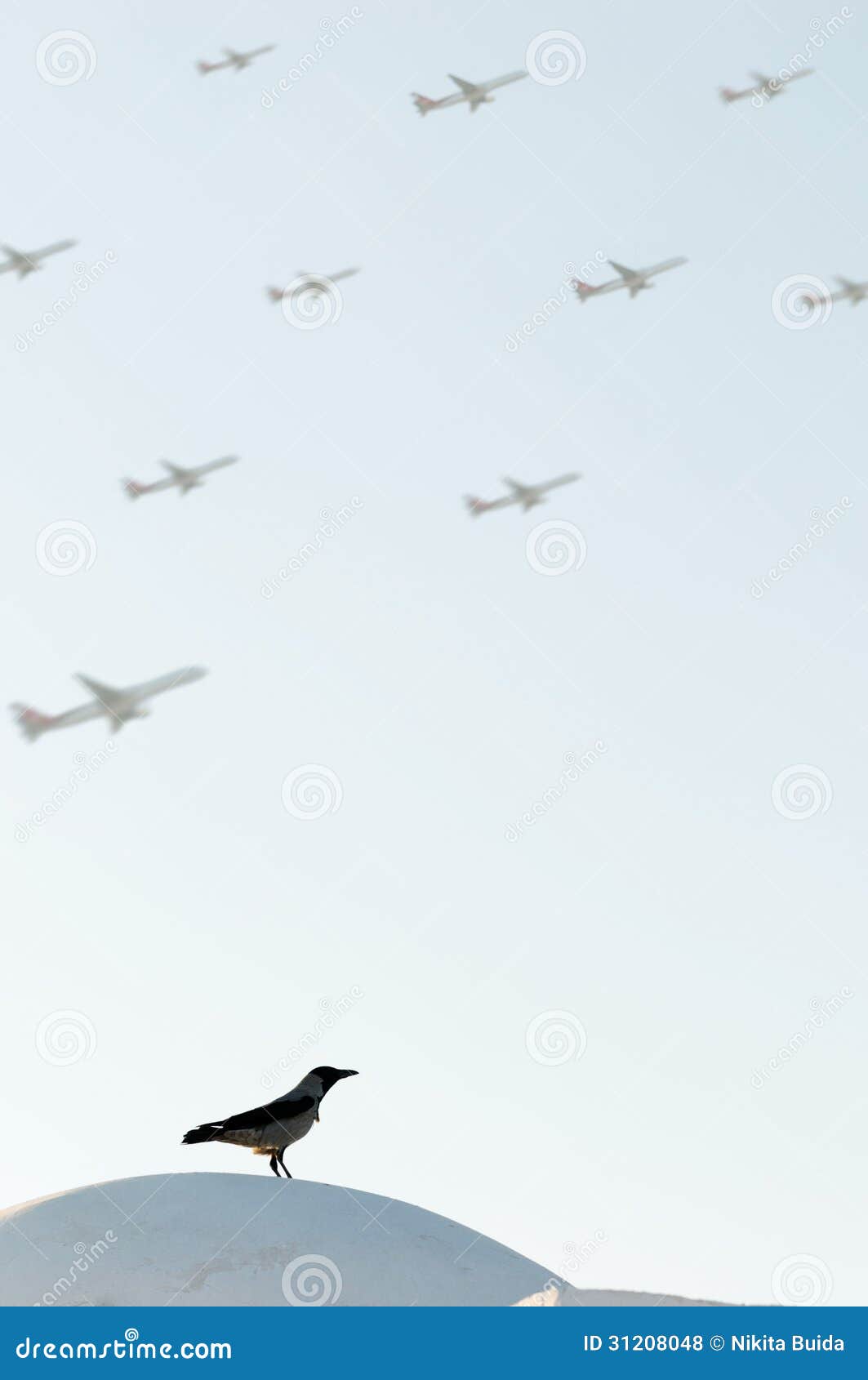 Bird Looking At Airplanes Taking Off Stock Photo - Image of plane ...
