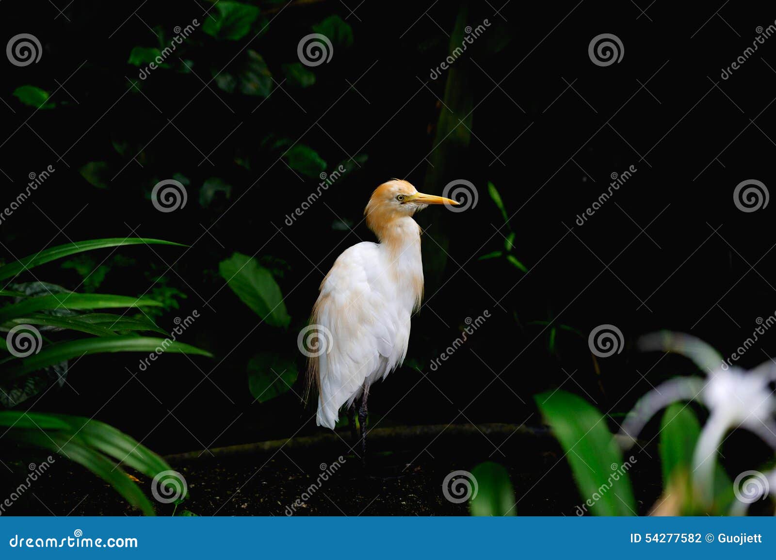 Bird looking back stock photo. Image of nature, color - 54277582