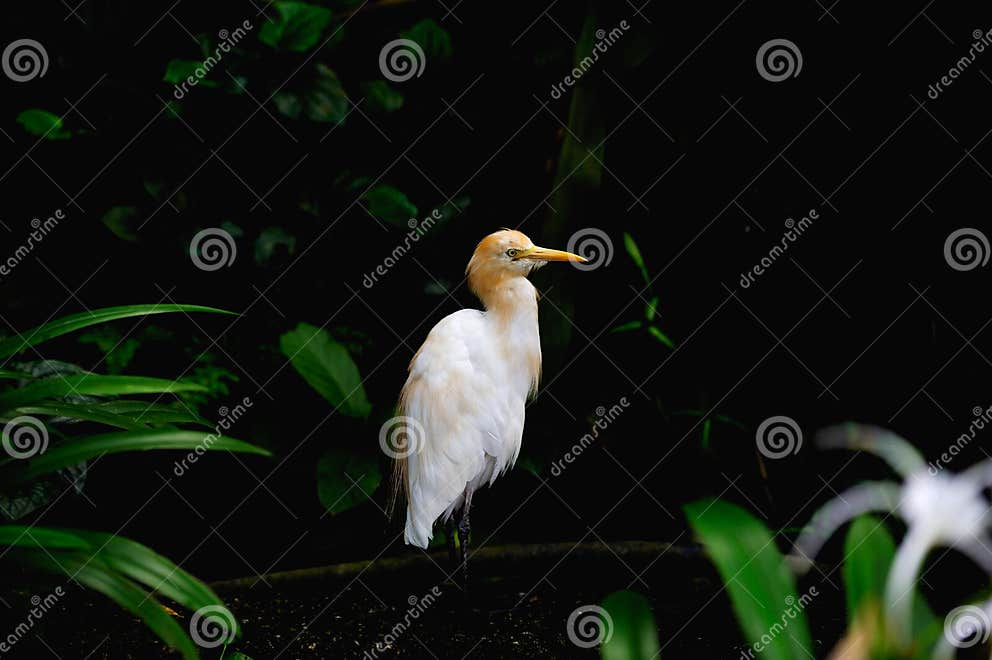 Bird looking back stock photo. Image of nature, color - 54277582