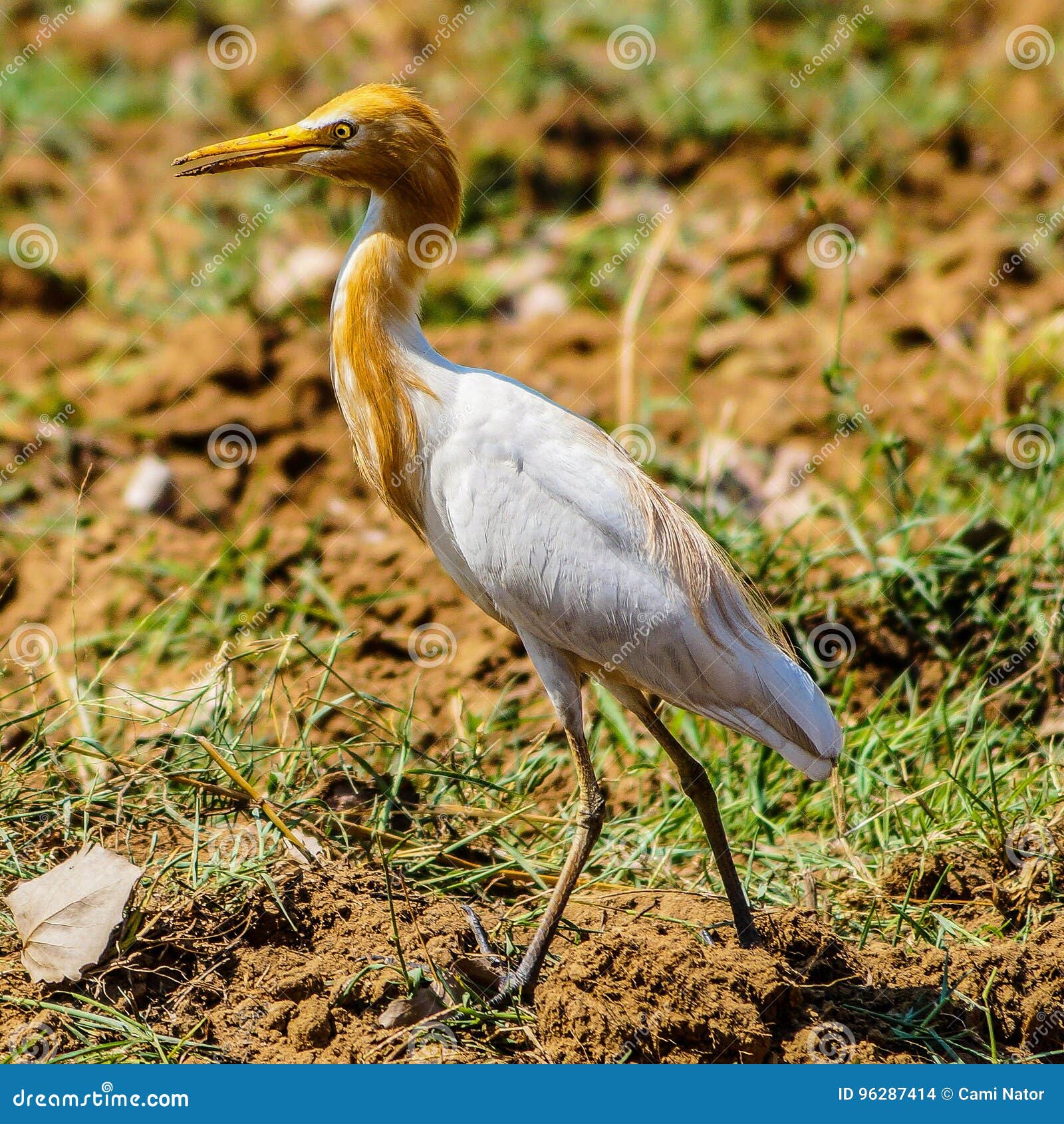Bird stock photo. Image of beautiful, bird, attack, looking - 96287414