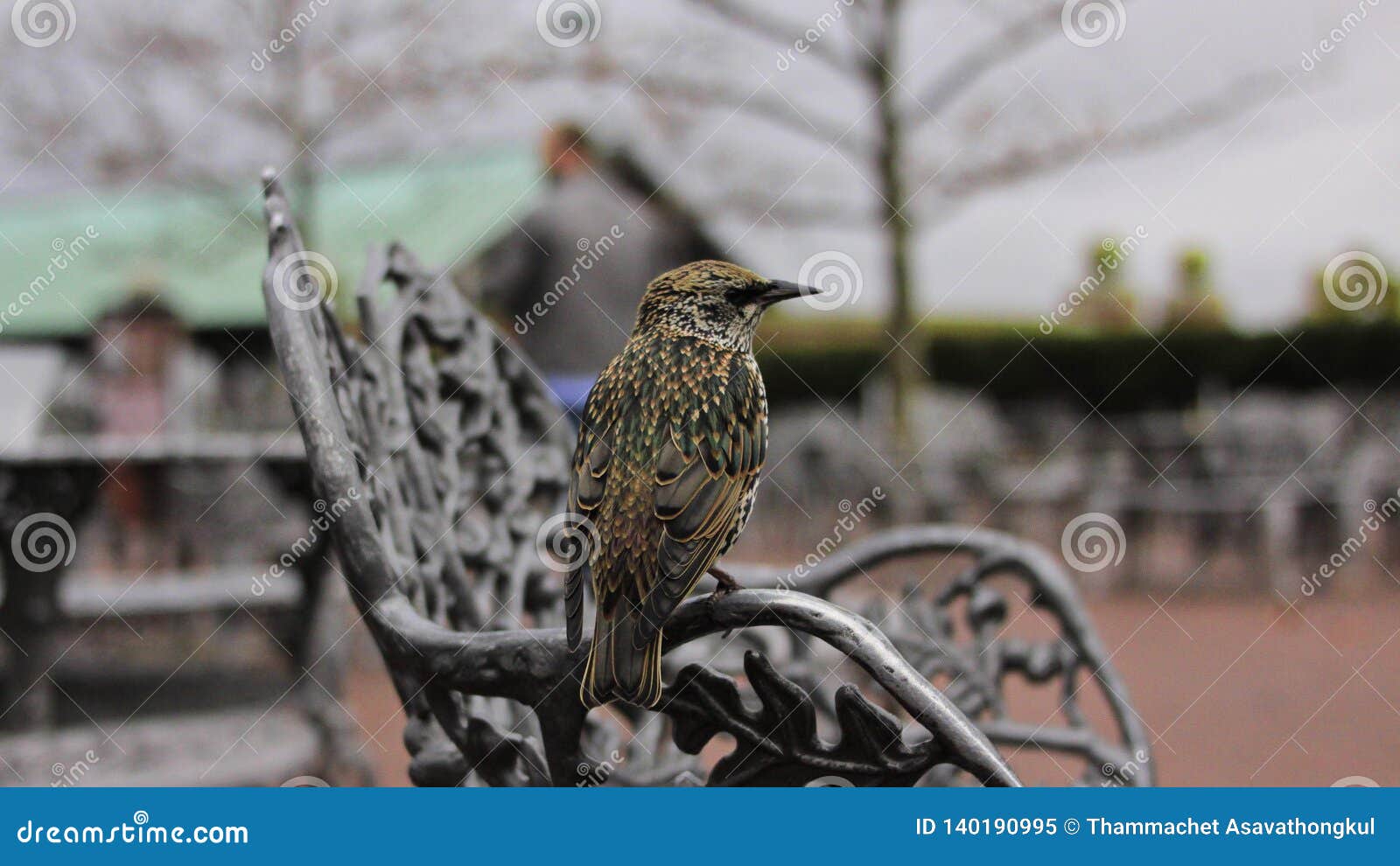 Bird looking at the camera stock image. Image of beak - 140190995