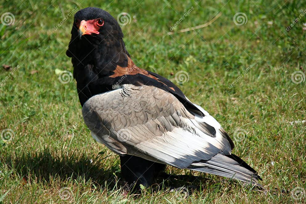 Bird looking at the camera stock image. Image of looking - 163060041