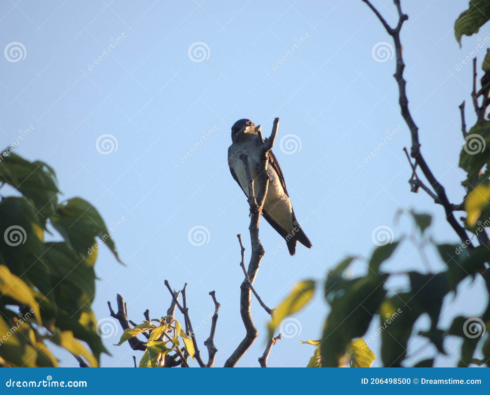 Bird looking at camera stock photo. Image of camera - 206498500