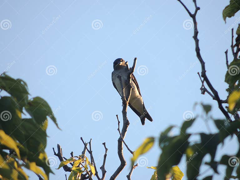 Bird looking at camera stock photo. Image of camera - 206498500