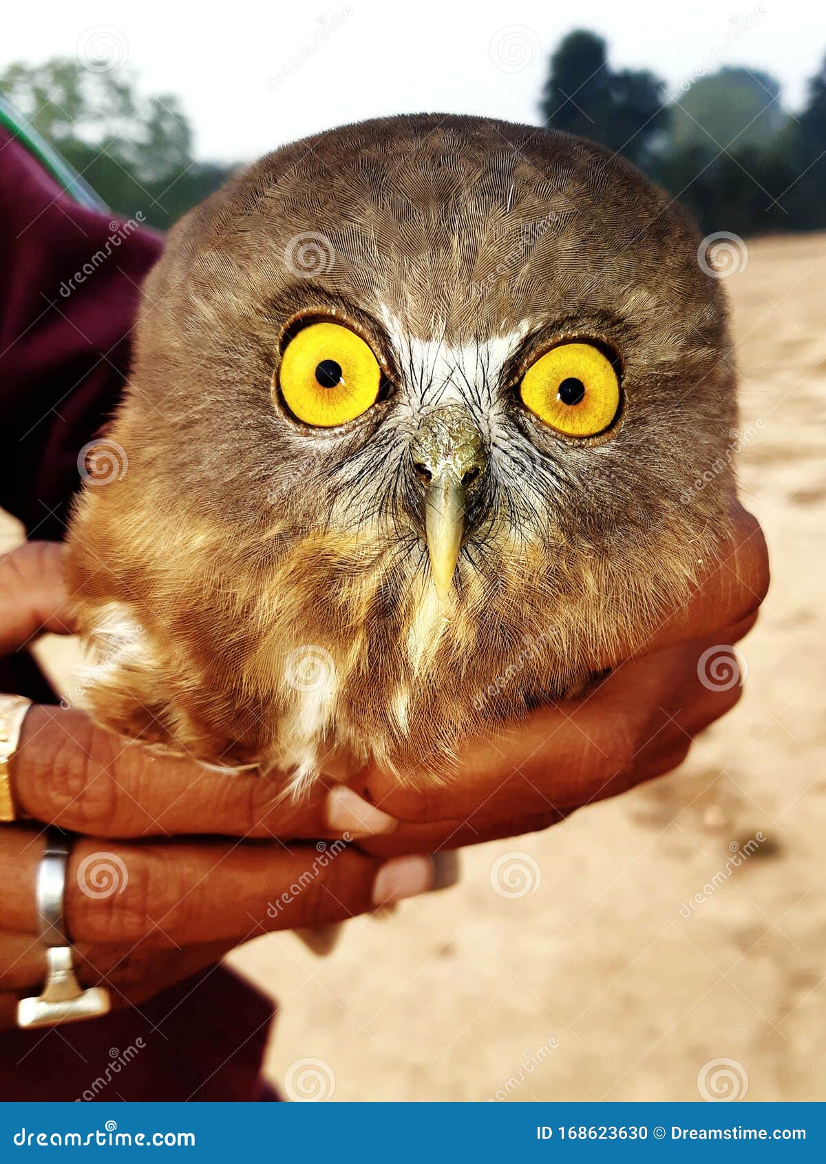 Birdhorrorlook Stock Photos - Free & Royalty-Free Stock Photos from ...