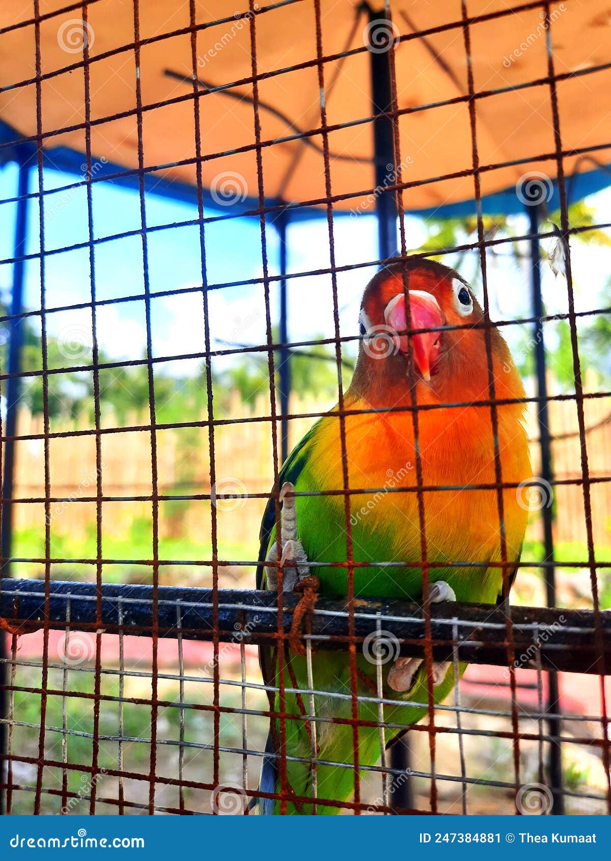 A Bird Looking at the Camera Stock Image - Image of green, camera ...