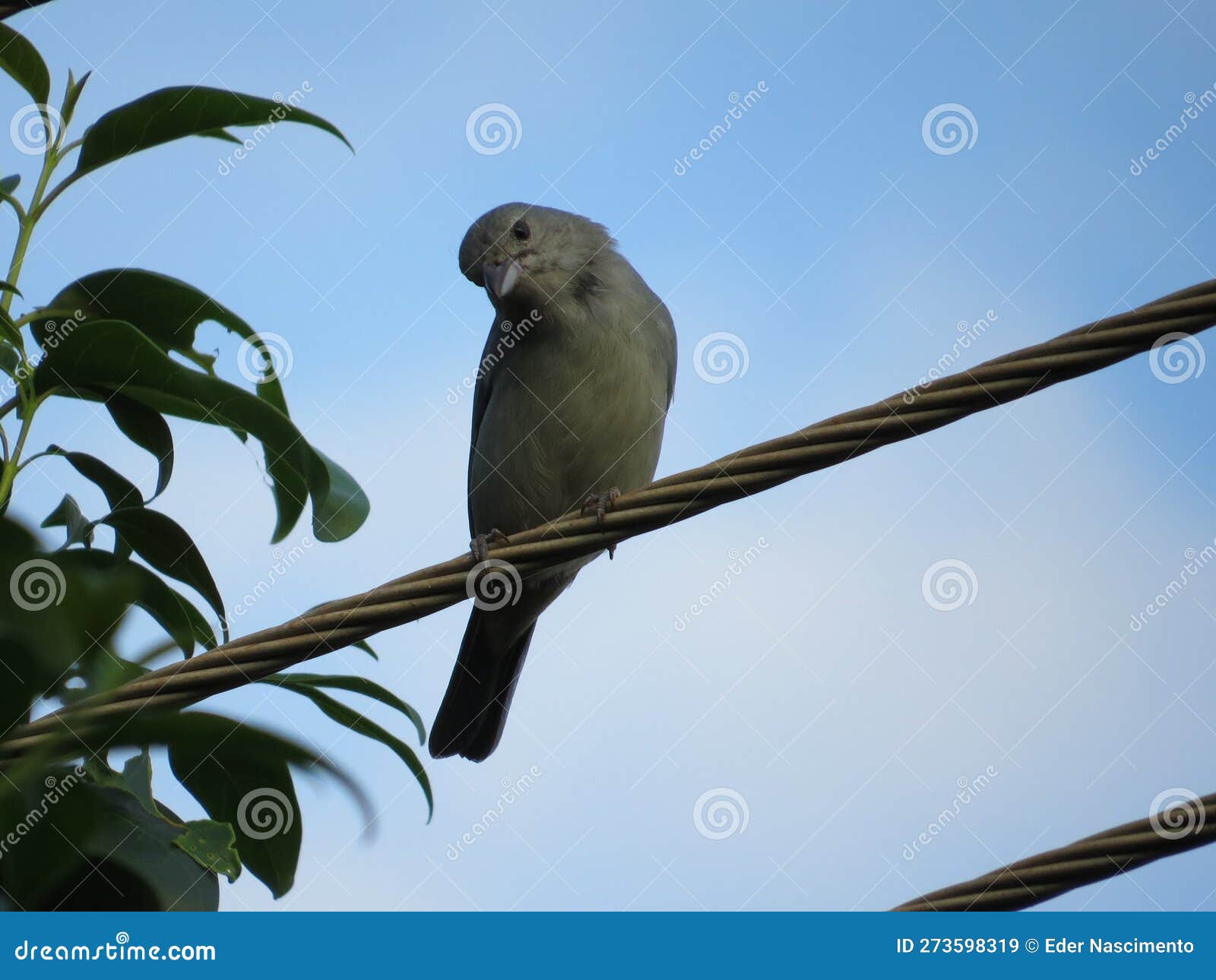 Bird looking at camera stock image. Image of bird, yellow - 273598319