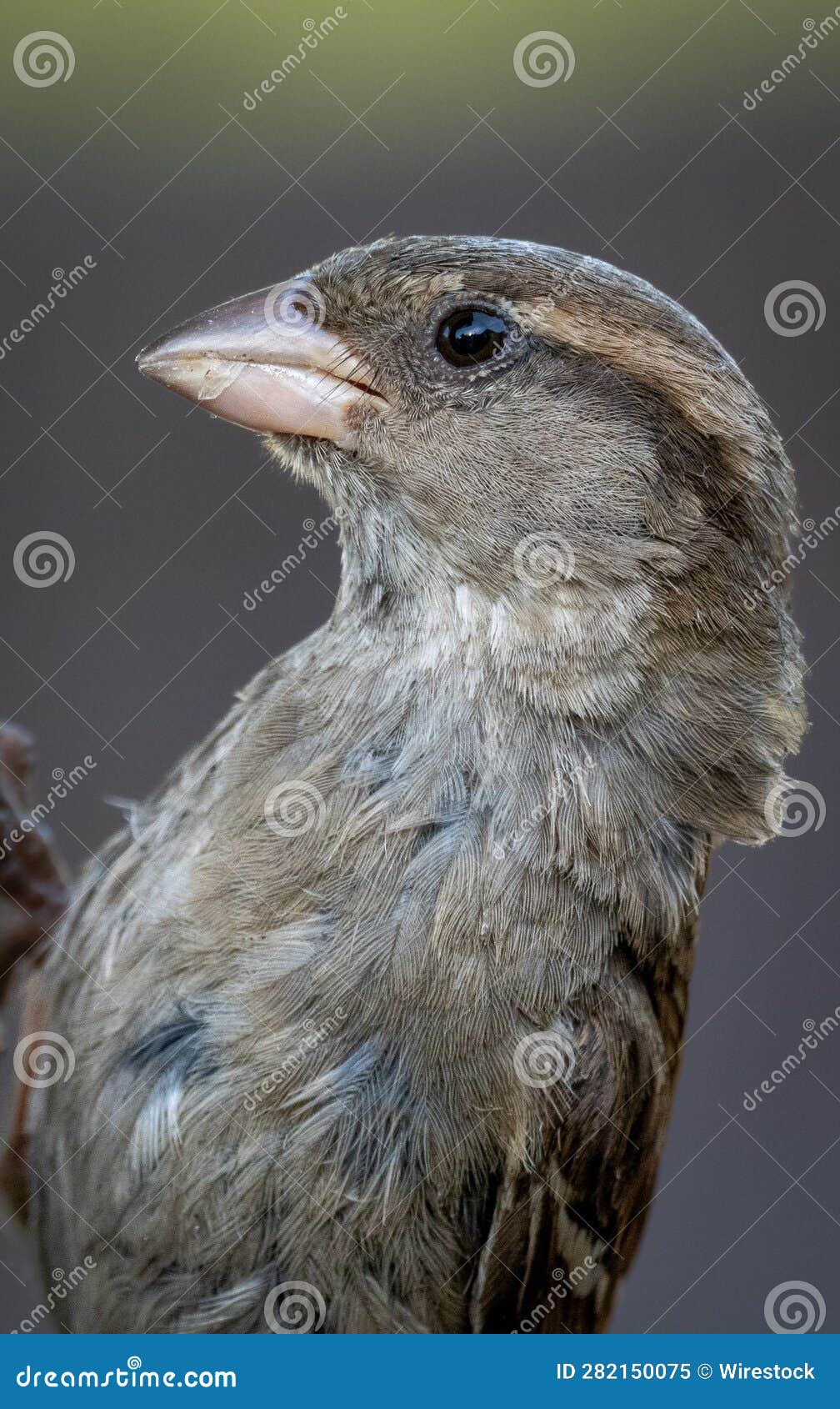 A Bird that is Looking at the Camera from Low Vantage Stock Image ...