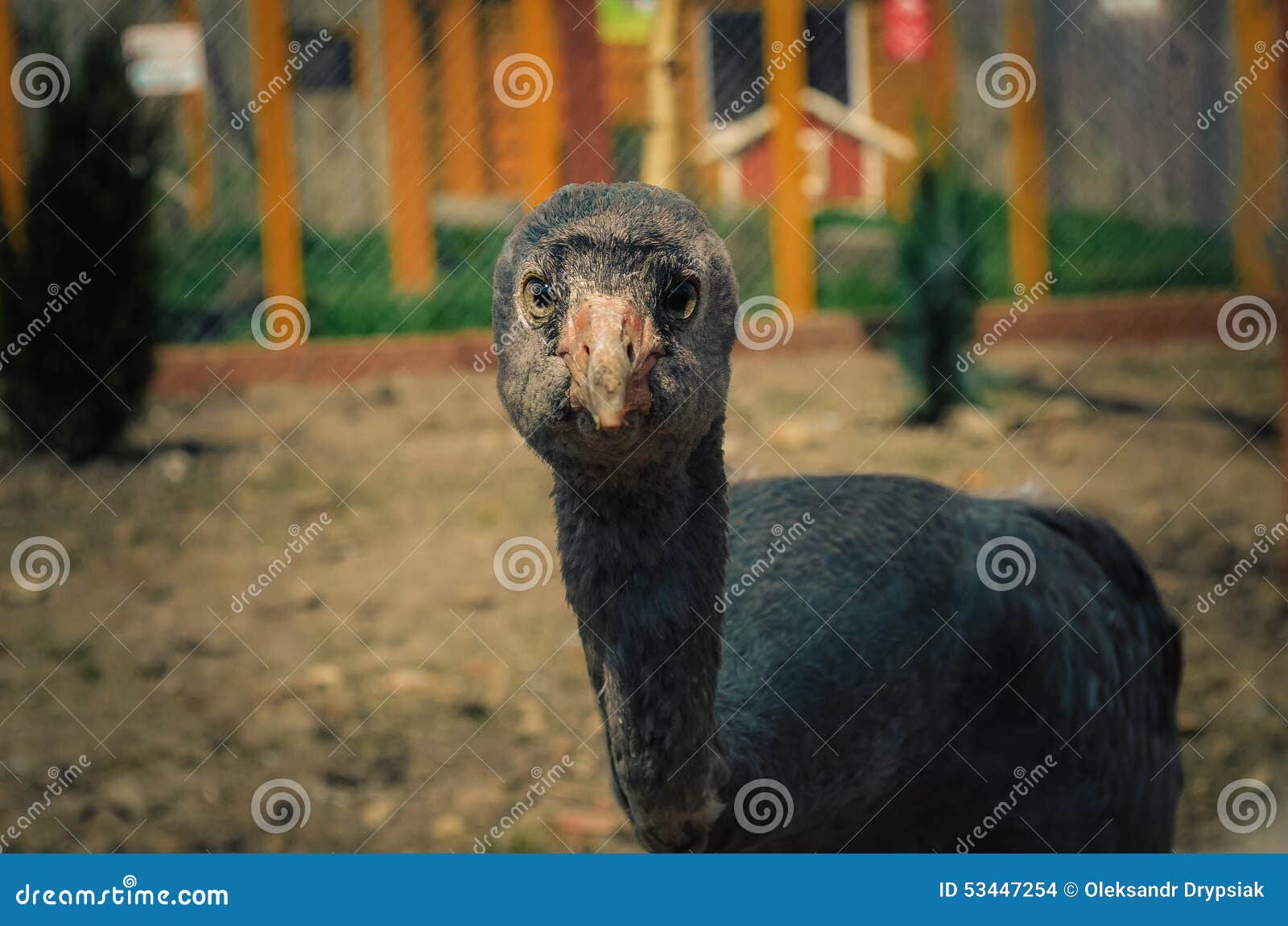 Bird Looking into the Camera Stock Photo - Image of beak, feather: 53447254